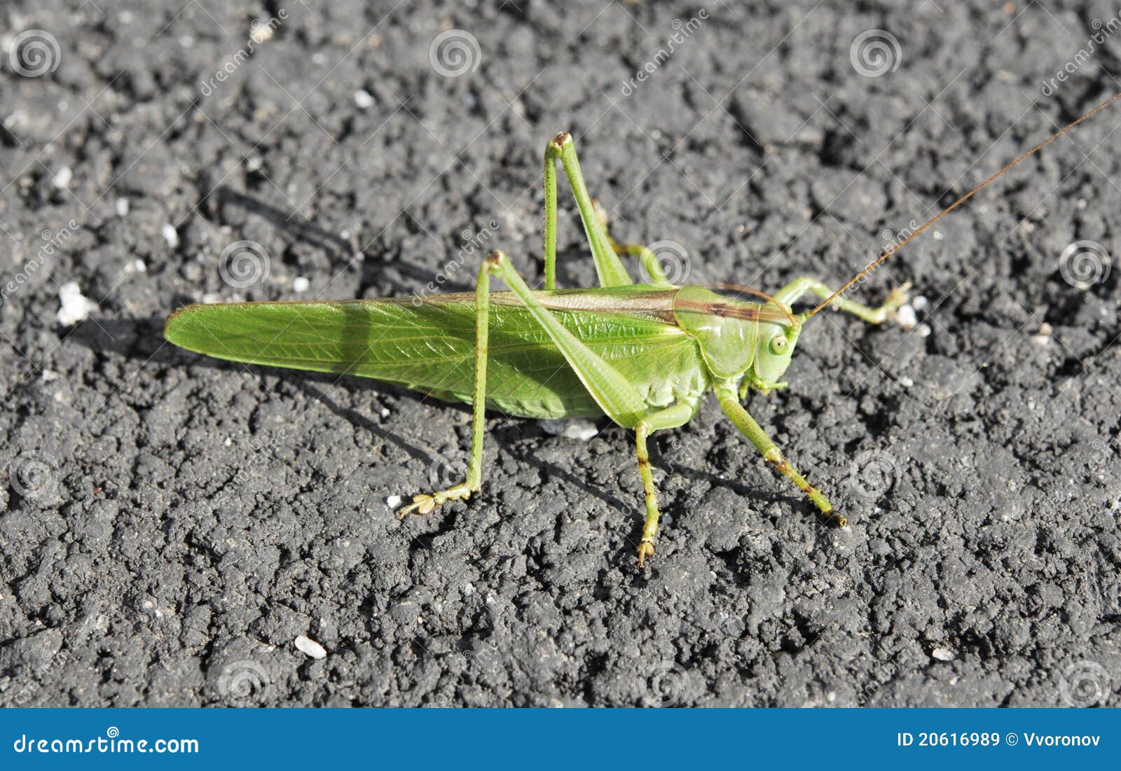 Locusta verde gigante immagine stock. Immagine di colorato - 20616989