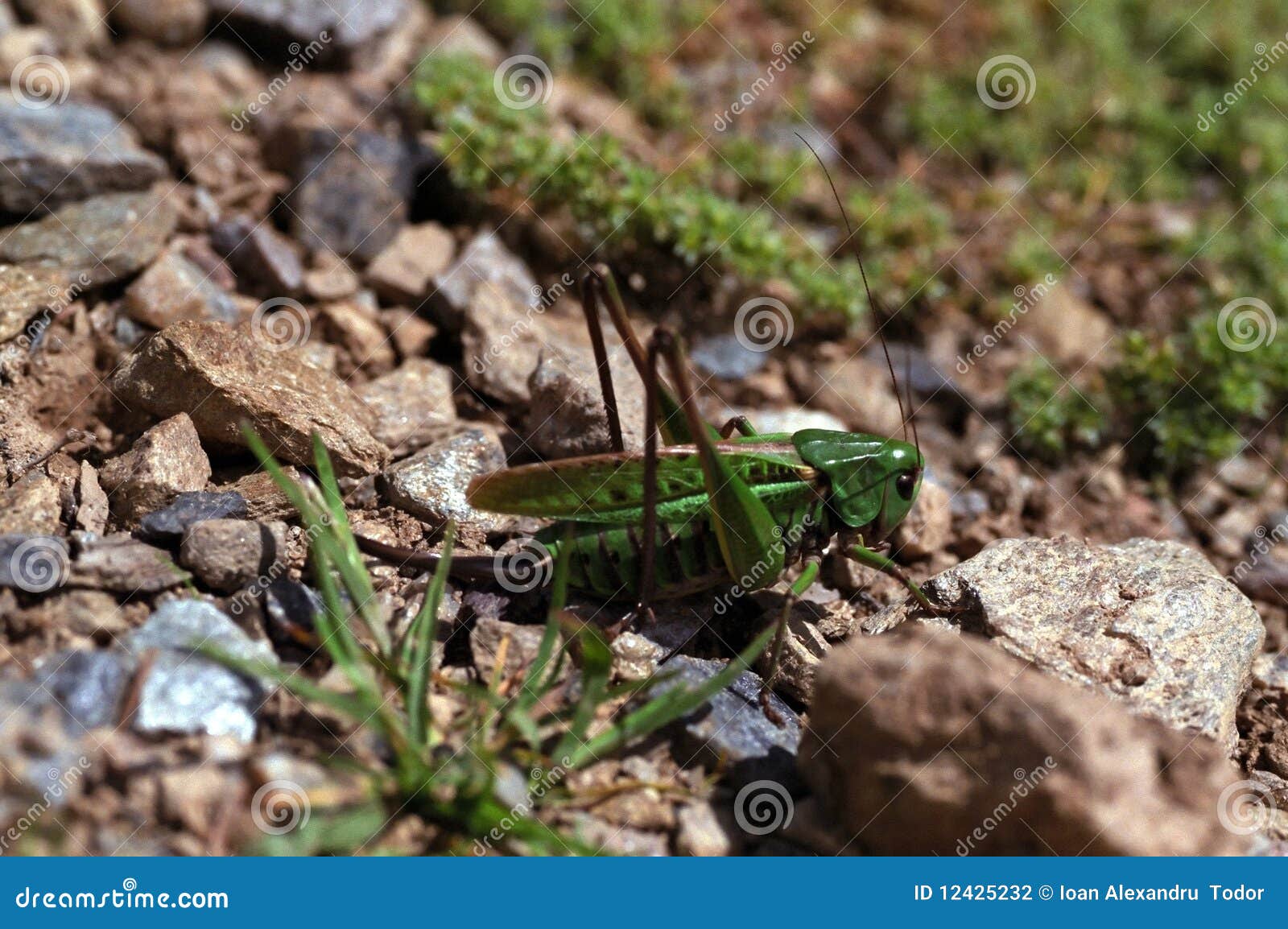 Locusta viridissima stock photo. Image of stones, locusta - 12425232