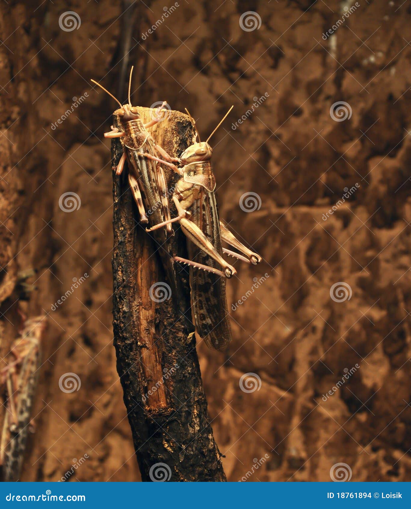 Locusts stock photo. Image of wings, crispy, locust, meal - 18761894