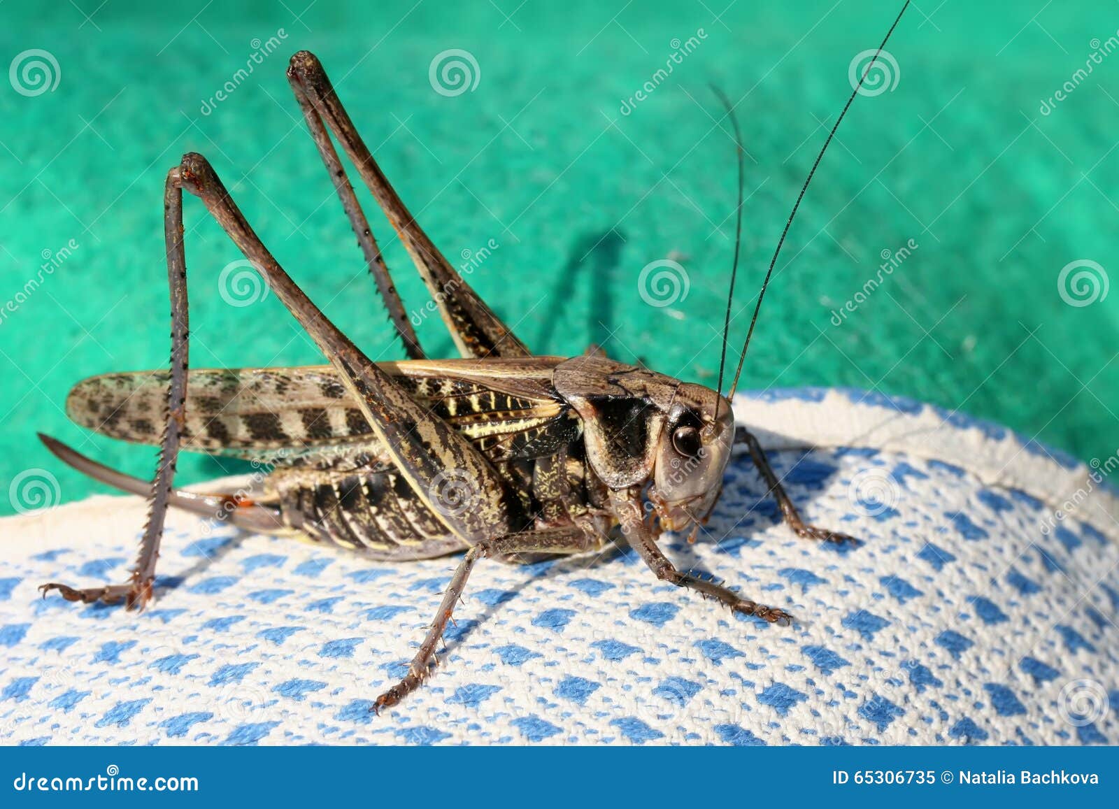 Locusts on a Bright Background Stock Image - Image of locusts, macro ...