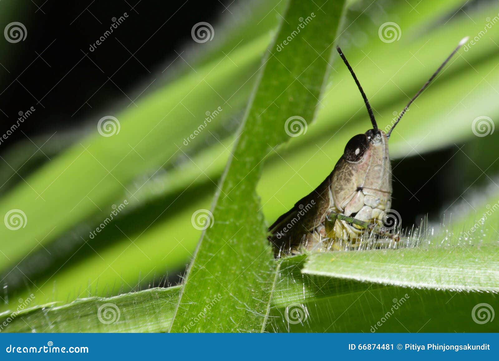 Locusts stock image. Image of detail, entomology, macro - 66874481