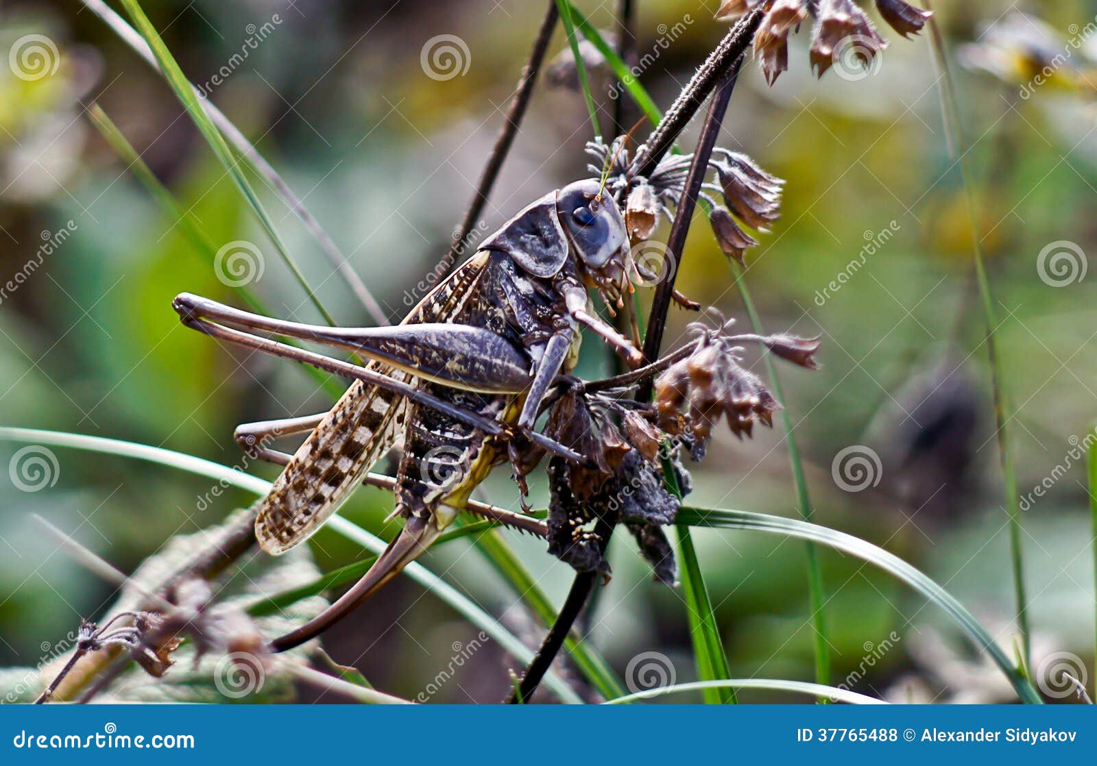 Locusts in the Grass on a Meadow. Stock Photo - Image of body, insects ...