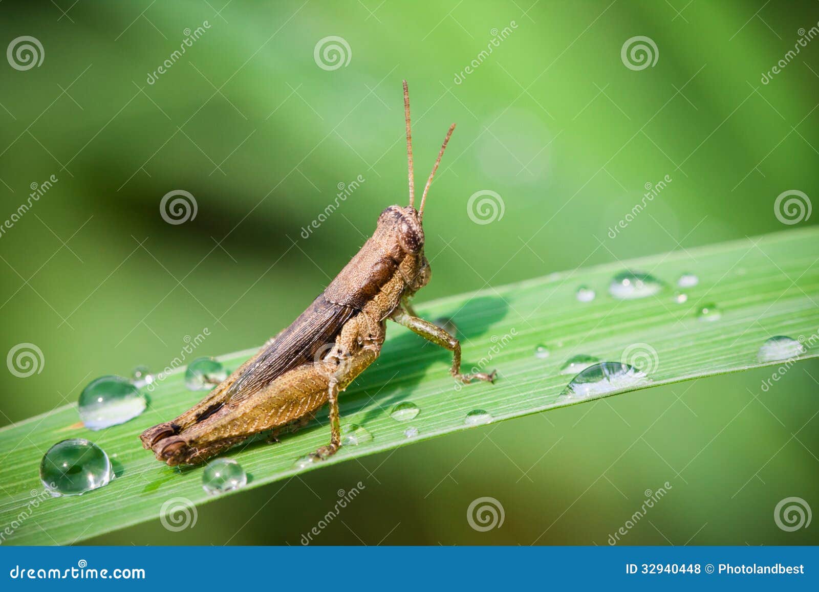 Locusts stock photo. Image of jump, grass, head, locust - 32940448