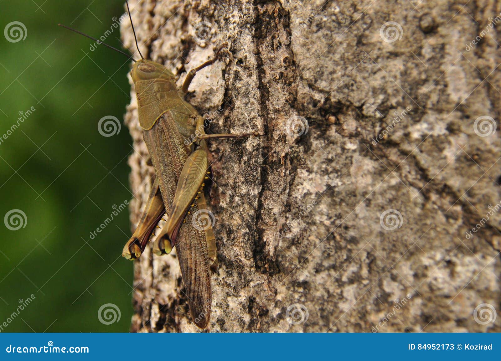 Locusts, Insect Sitting on a Tree in the Jungle. Stock Image - Image of ...