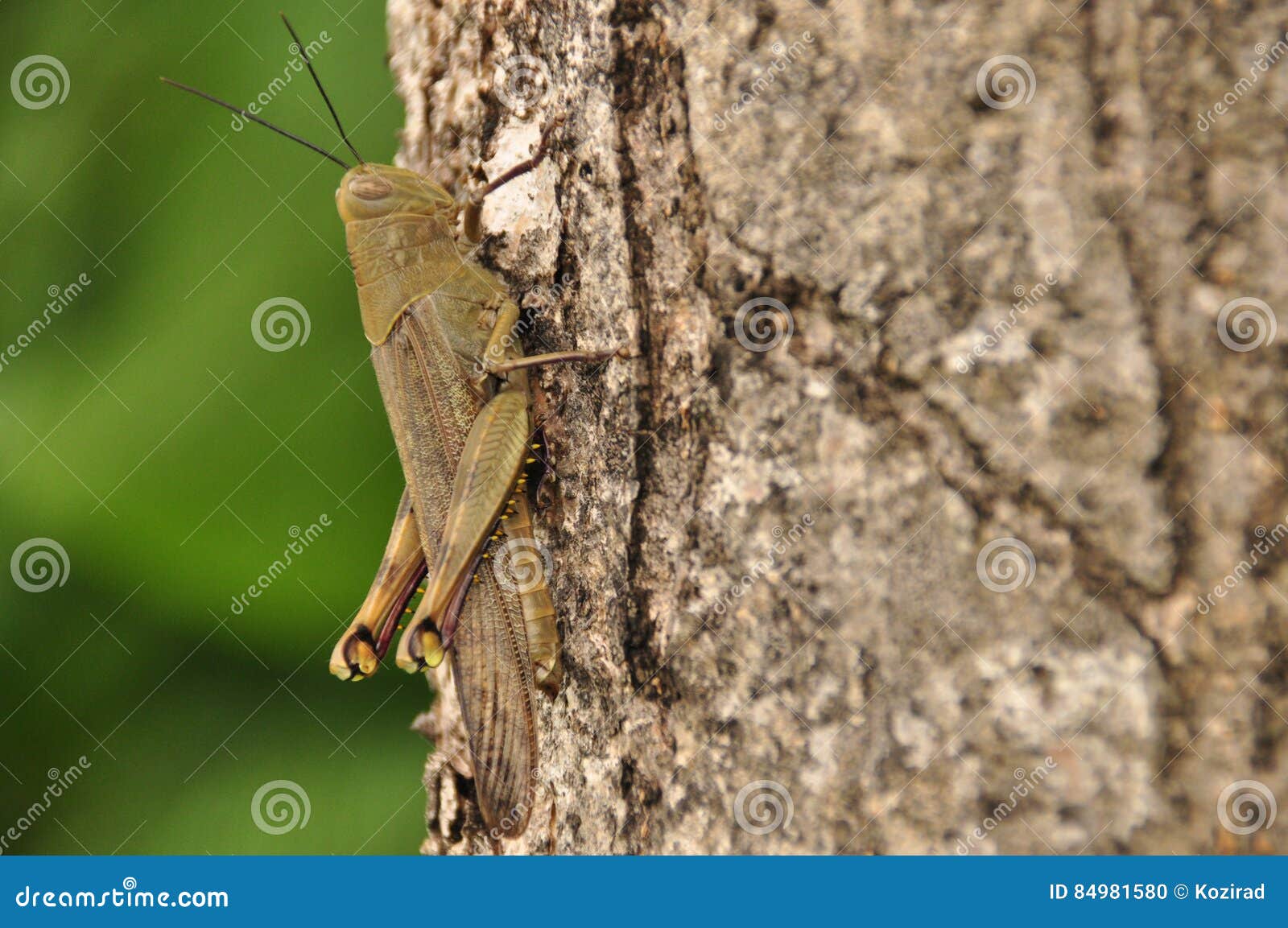 Locusts, Insect Sitting on a Tree in the Jungle. Indonesia, Stock Photo ...