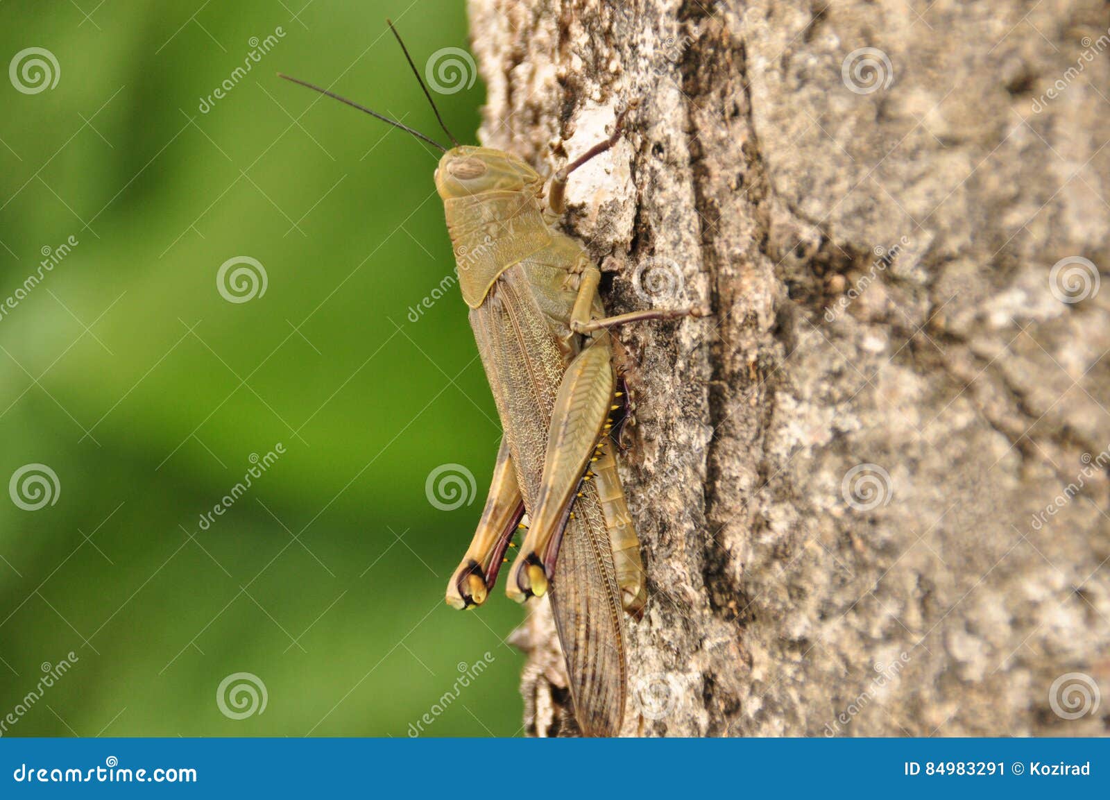 Locusts, Insect Sitting on a Tree in the Jungle. Indonesia Stock Image ...