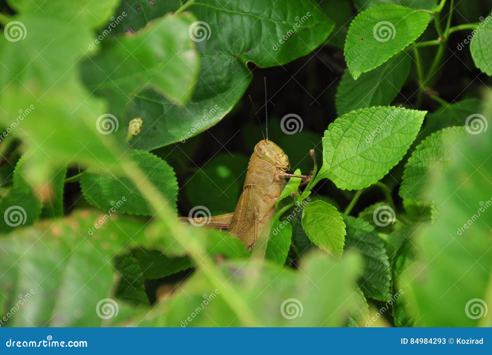 Locusts, Insect Sitting on a Tree in the Jungle. Stock Image - Image of ...
