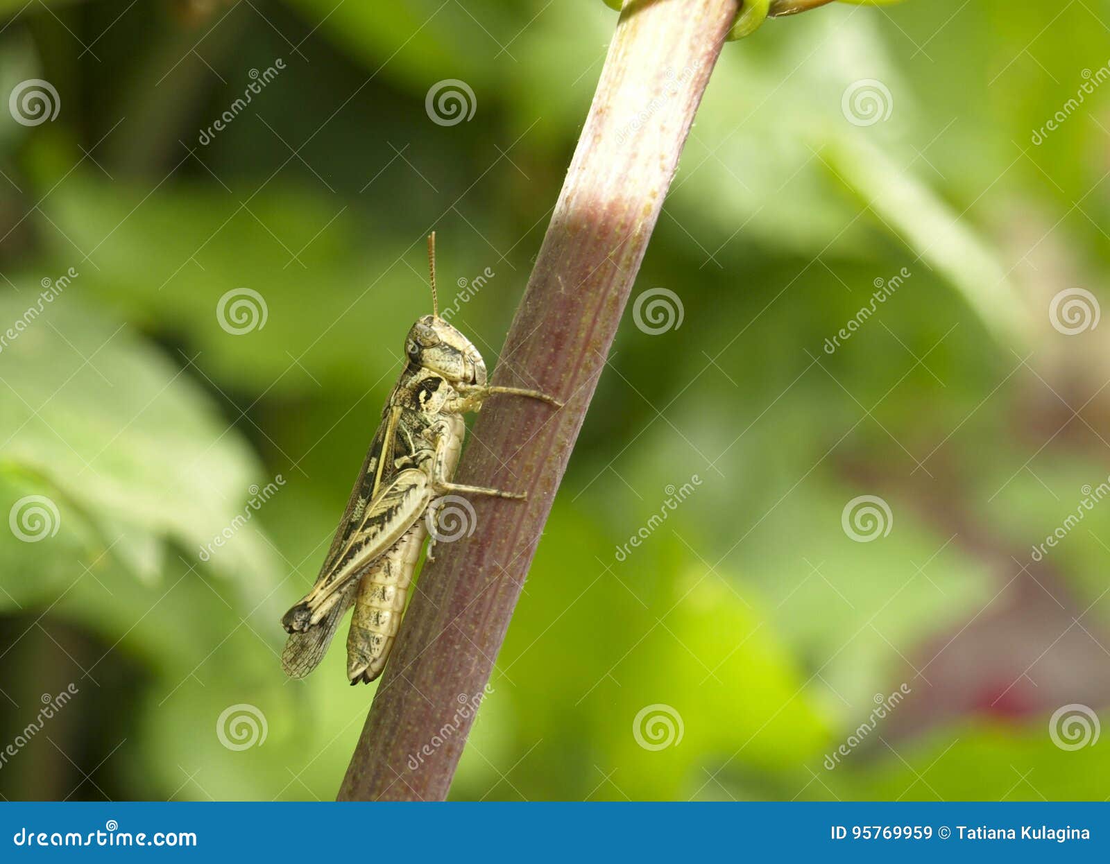 Locusts stock image. Image of branch, insect, locust - 95769959