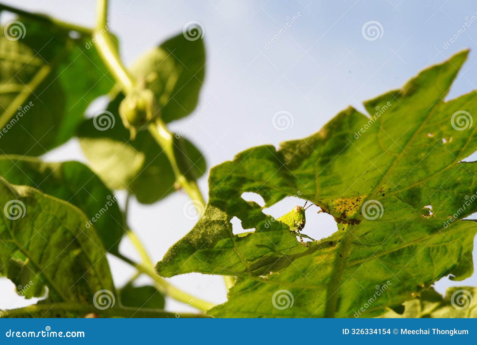 Locusts are One of the Insect Pests Stock Photo - Image of animal ...
