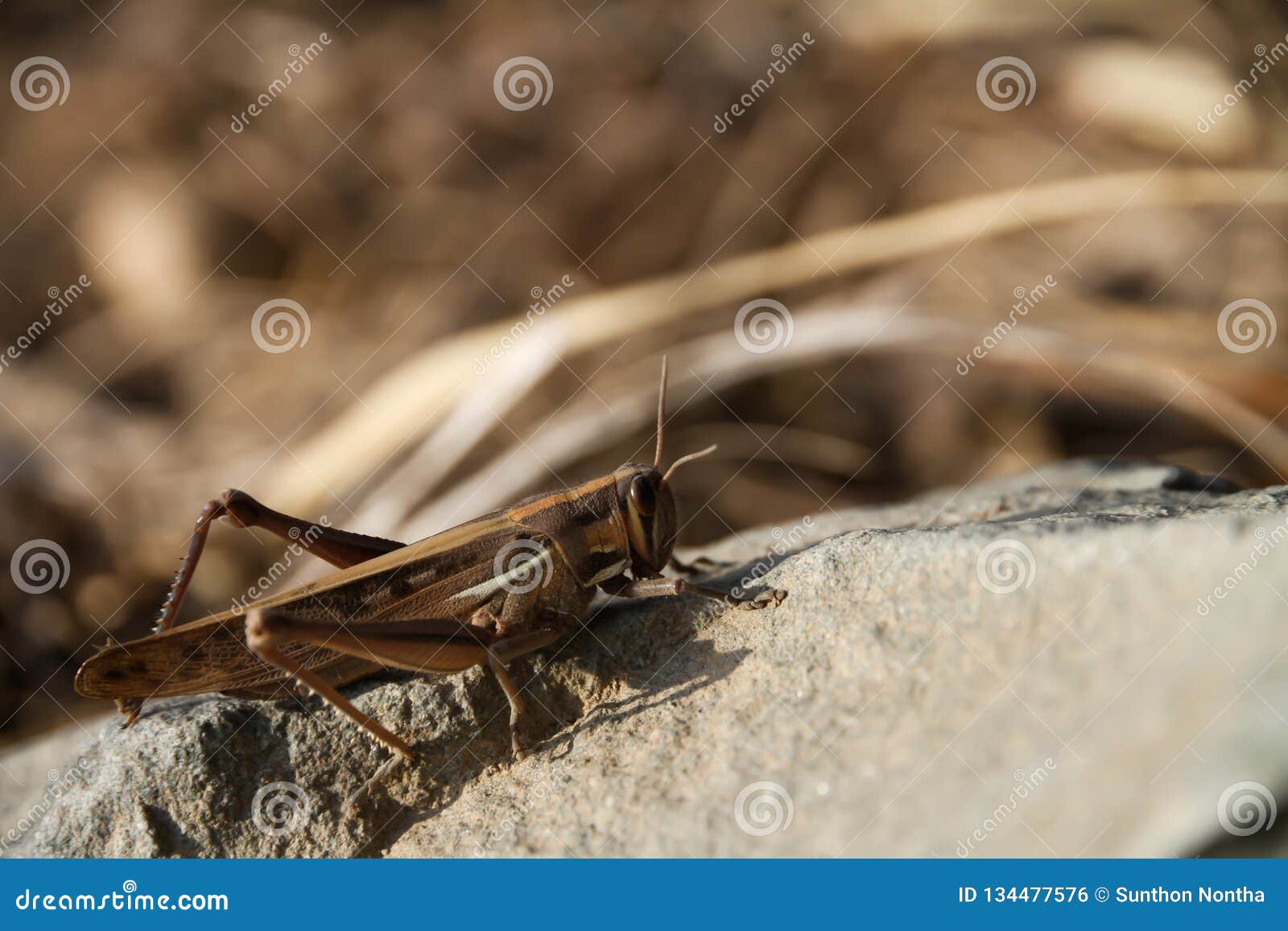 .Locusts are on rocks stock photo. Image of beautiful - 134477576