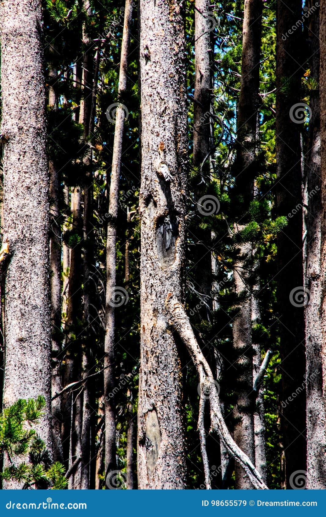 Lodge Pole Pine stock image. Image of pole, nature, summer - 98655579