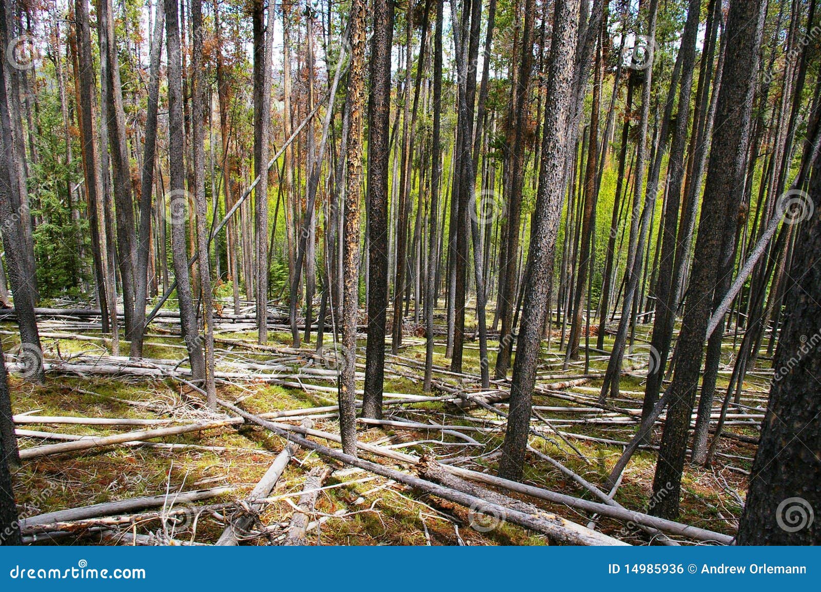 Lodgepole Forest stock photo. Image of branch, landscape - 14985936