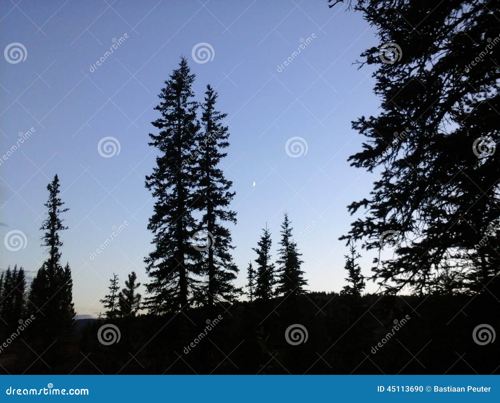 Lodgepole pines at sunset stock photo. Image of peat - 45113690