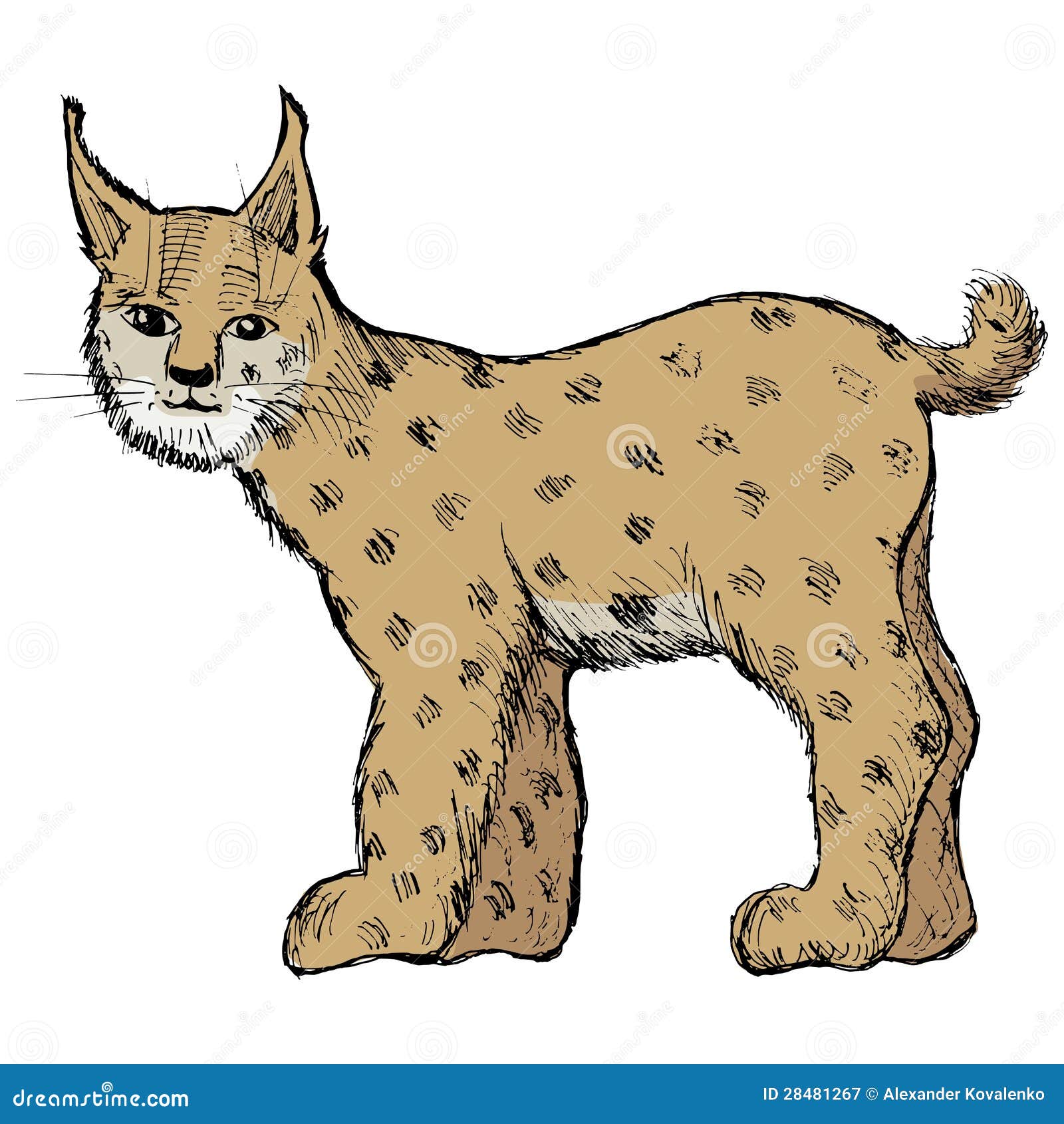 Lodjur vektor illustrationer. Illustration av lodjur - 28481267