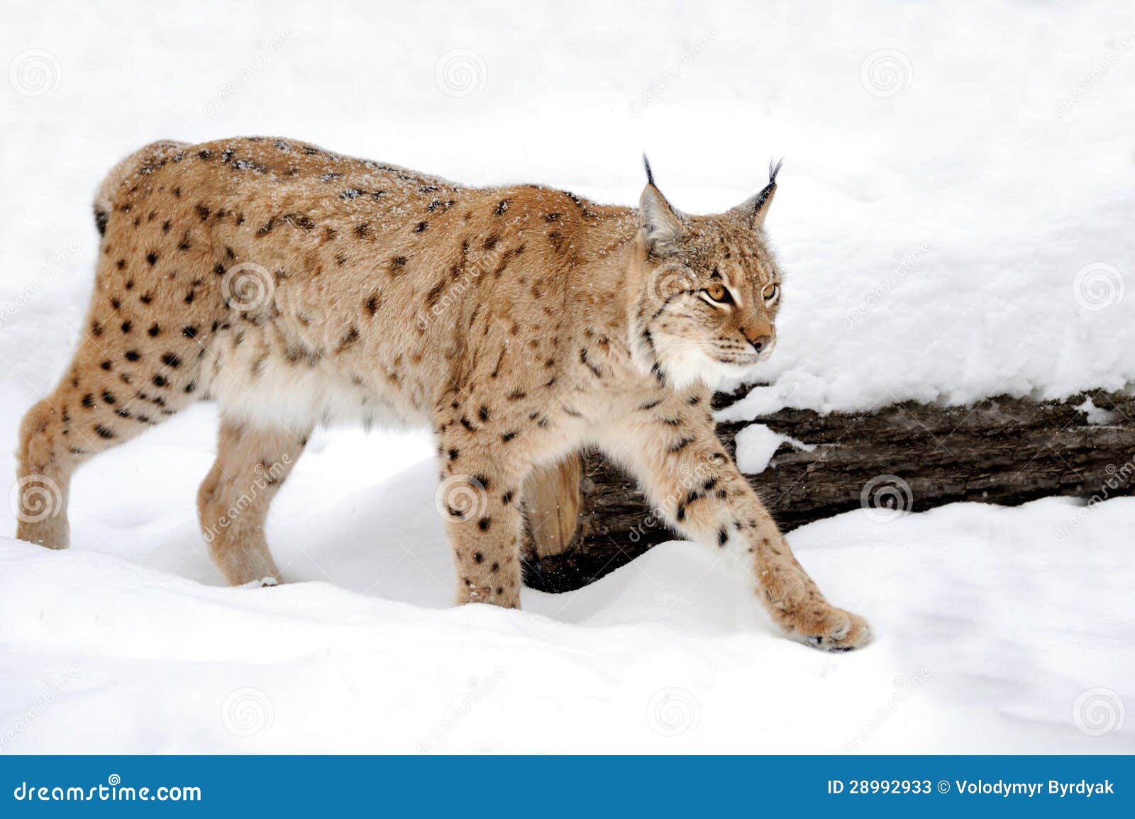 Lodjur fotografering för bildbyråer. Bild av ögon, stänga - 28992933