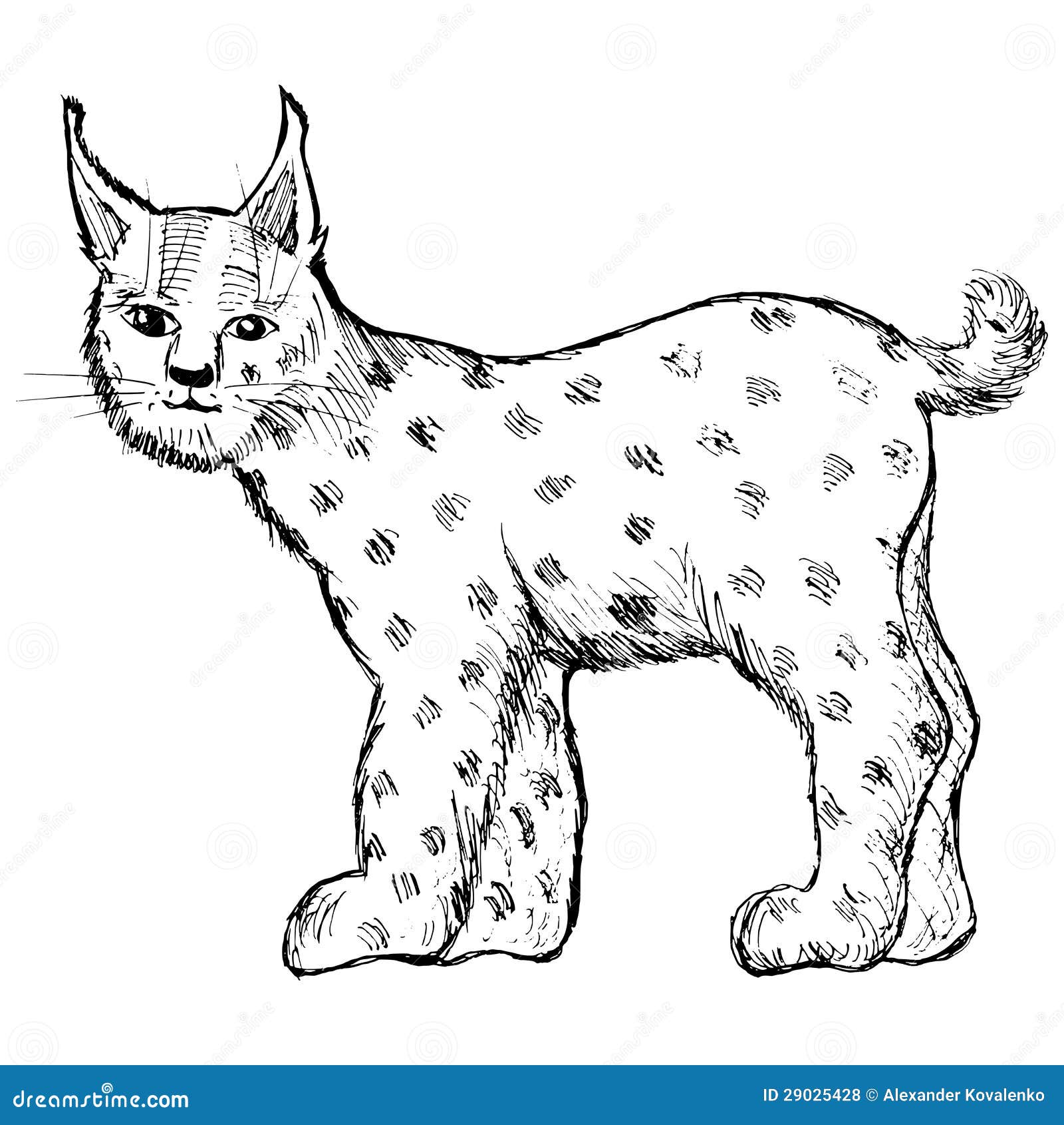 Lodjur på vit vektor illustrationer. Illustration av däggdjur - 29025428