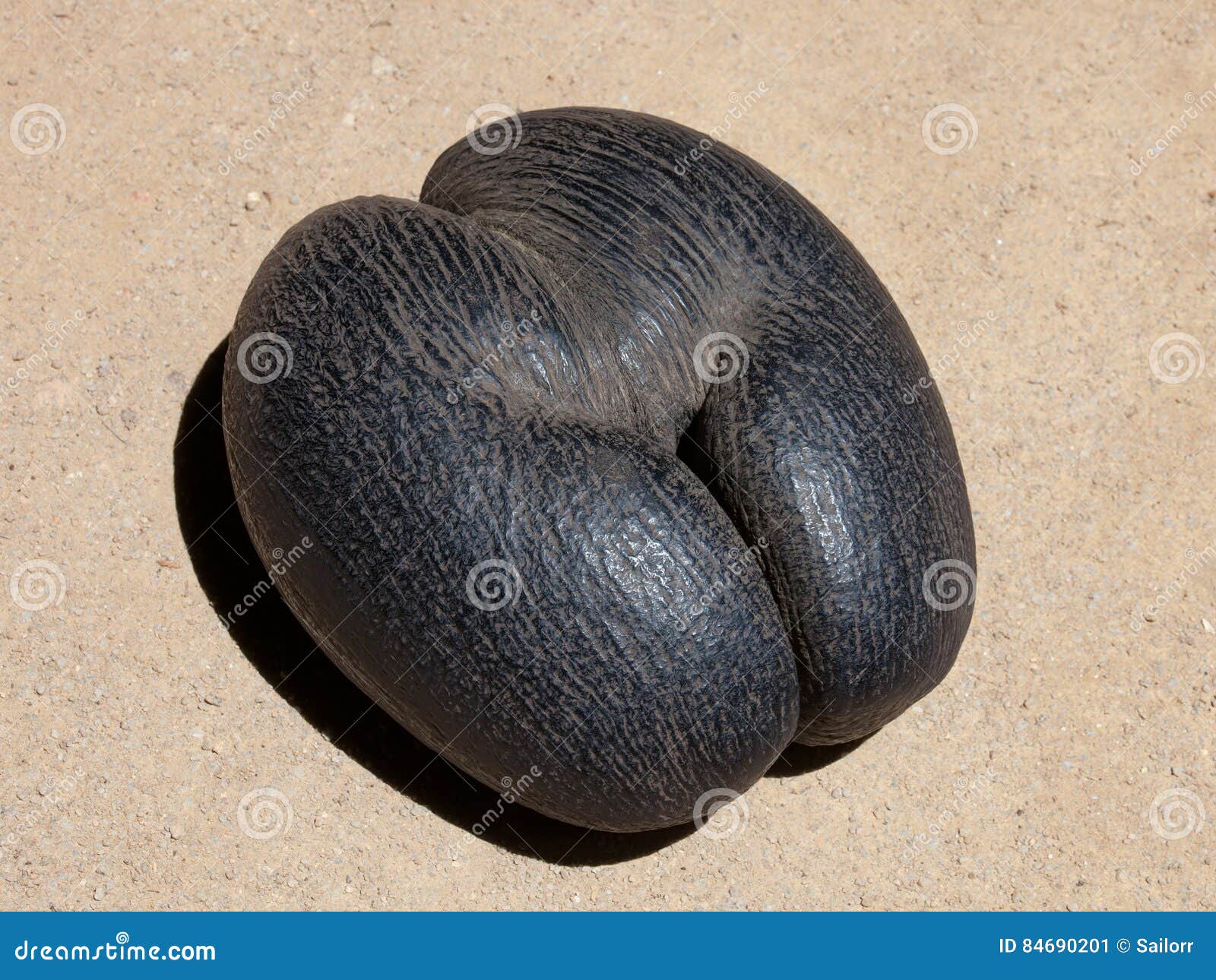 Lodoicea coconut seed stock image. Image of biological - 84690201