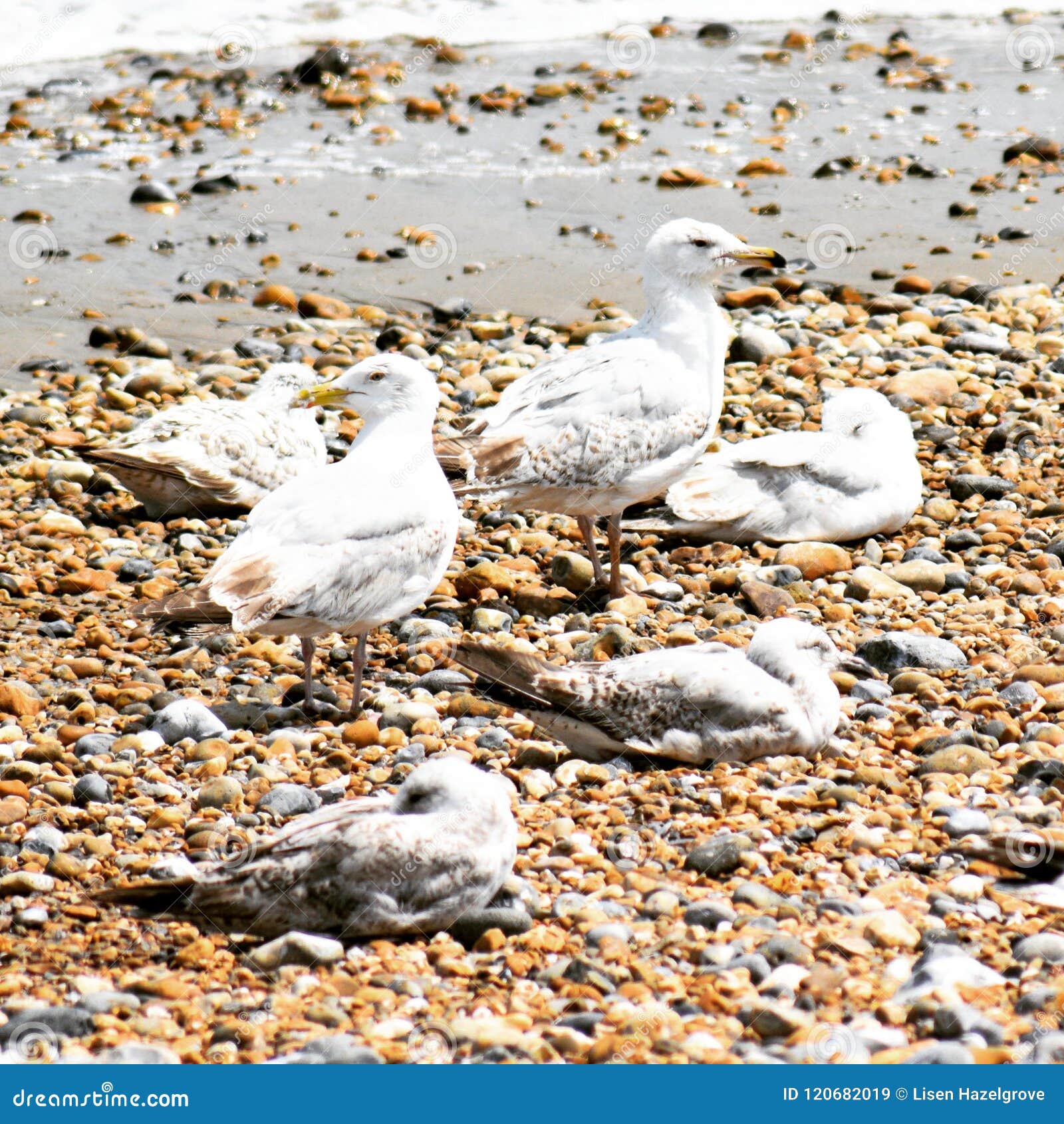 Lofe at the beach stock image. Image of lofe, seagulls - 120682019