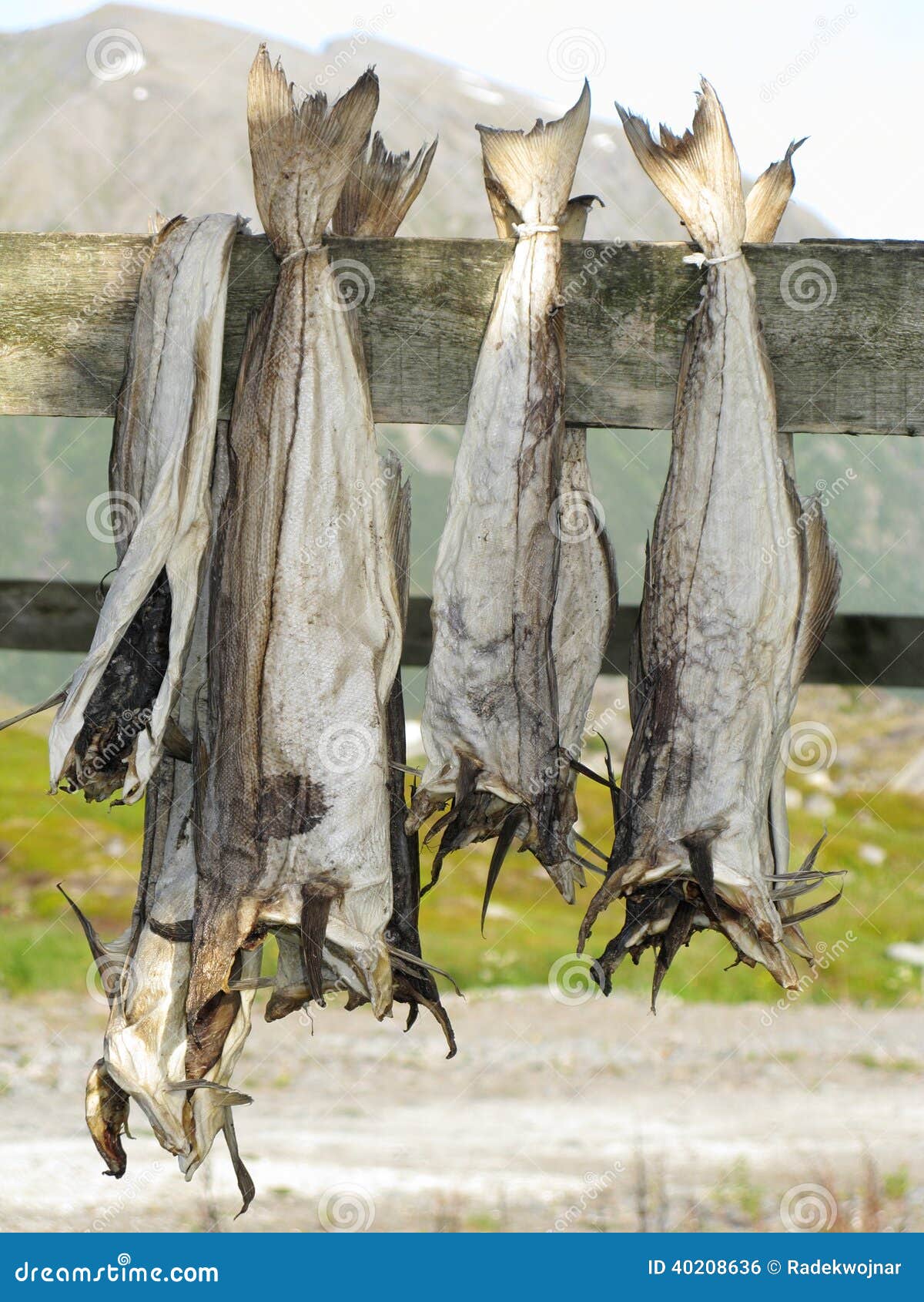 Lofoten stockfish drying stock photo. Image of codfish - 40208636