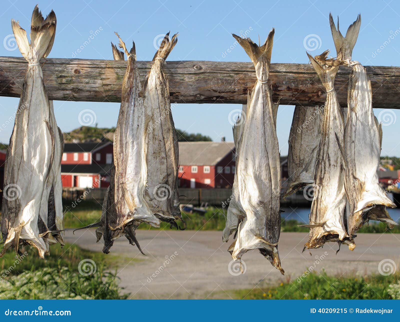 Lofoten stockfish drying stock image. Image of drying - 40209215