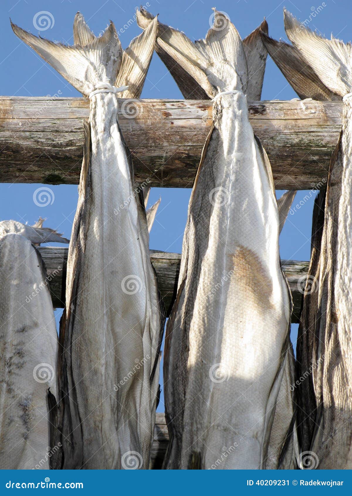 Lofoten stockfish drying stock image. Image of drying - 40209231