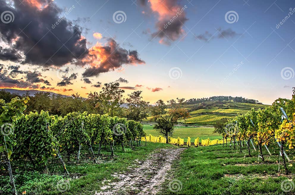 Lofty Clouds Over the Vineyards Stock Image - Image of france, autumn ...