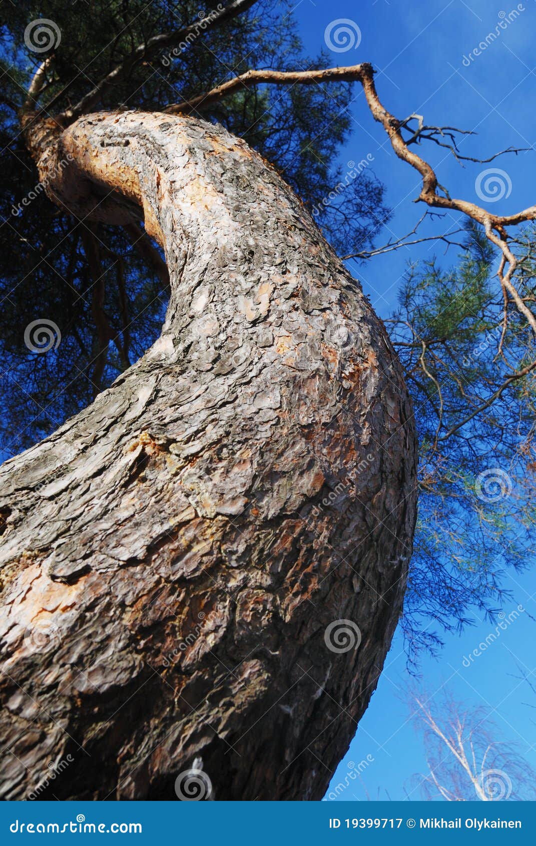 Lofty Curved Pine-tree Against Blue Sky Stock Image - Image of tree ...