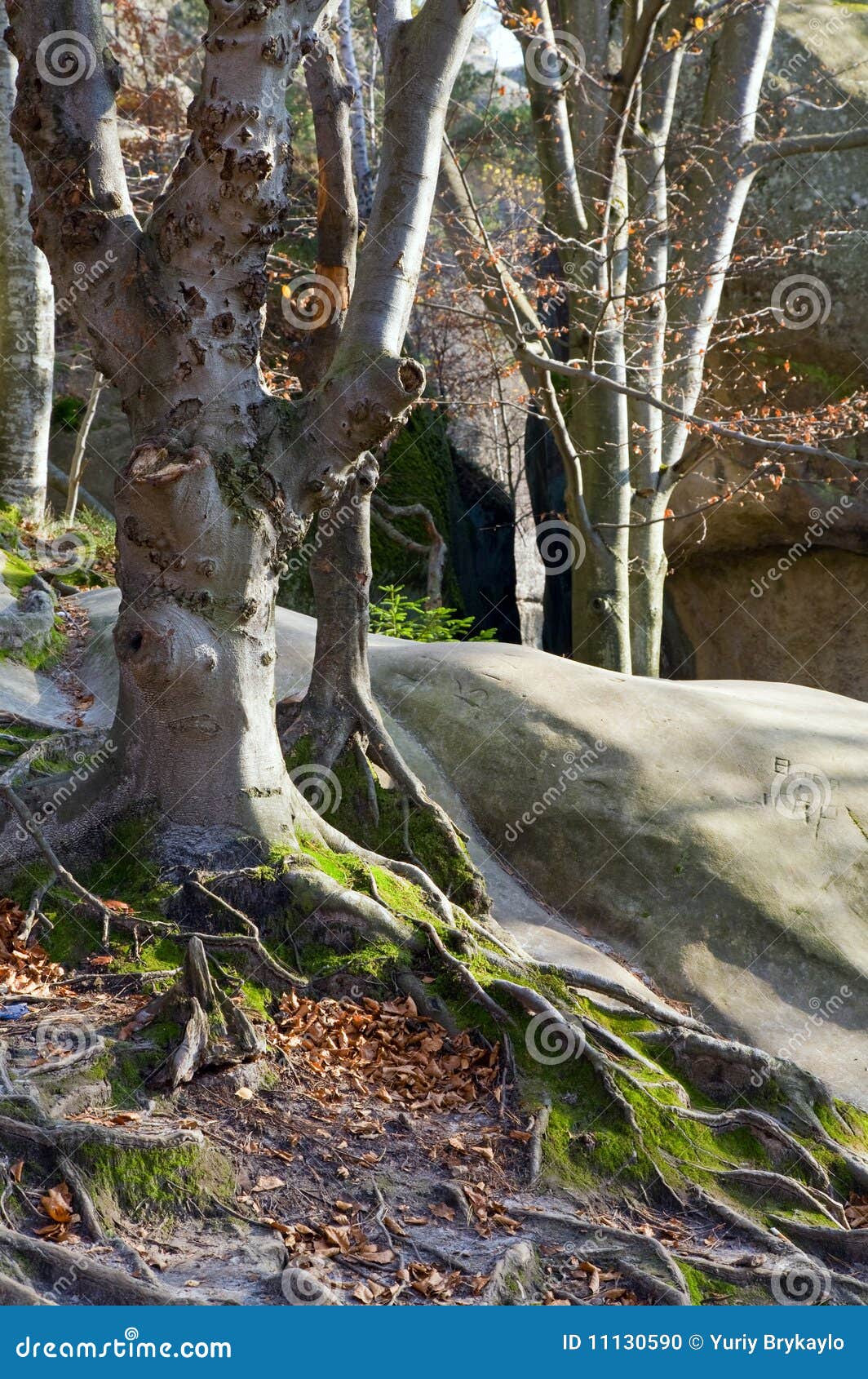 Lofty stones in forest stock photo. Image of autumn, fall - 11130590