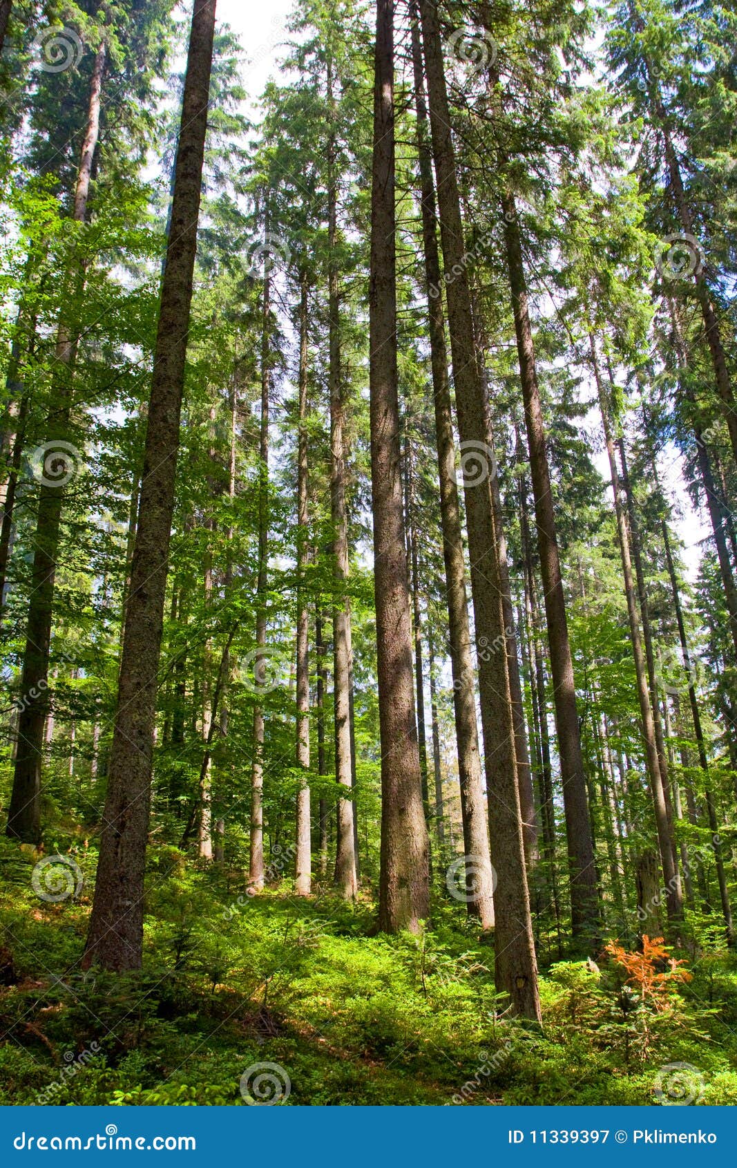 Lofty tree in forest stock image. Image of outdoors, rural - 11339397