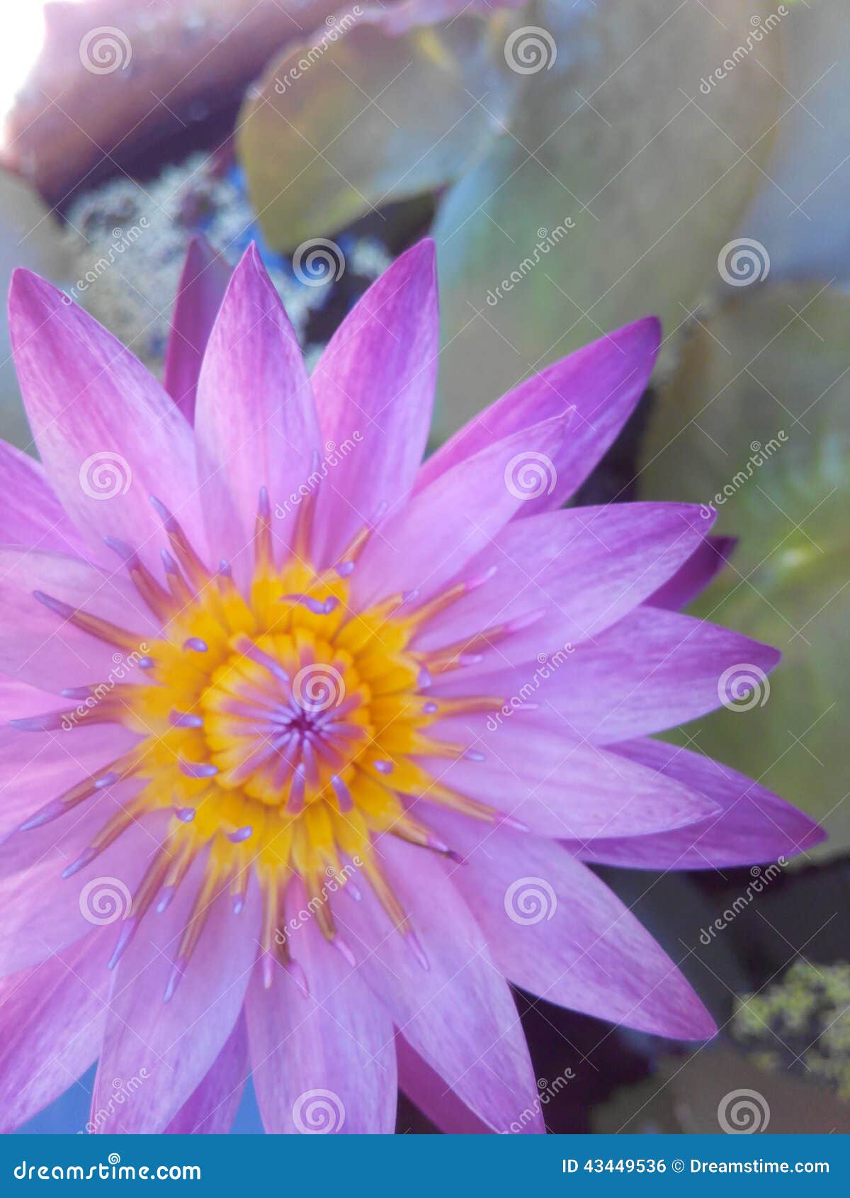 The lofus stock photo. Image of yellow, purple, nature - 43449536