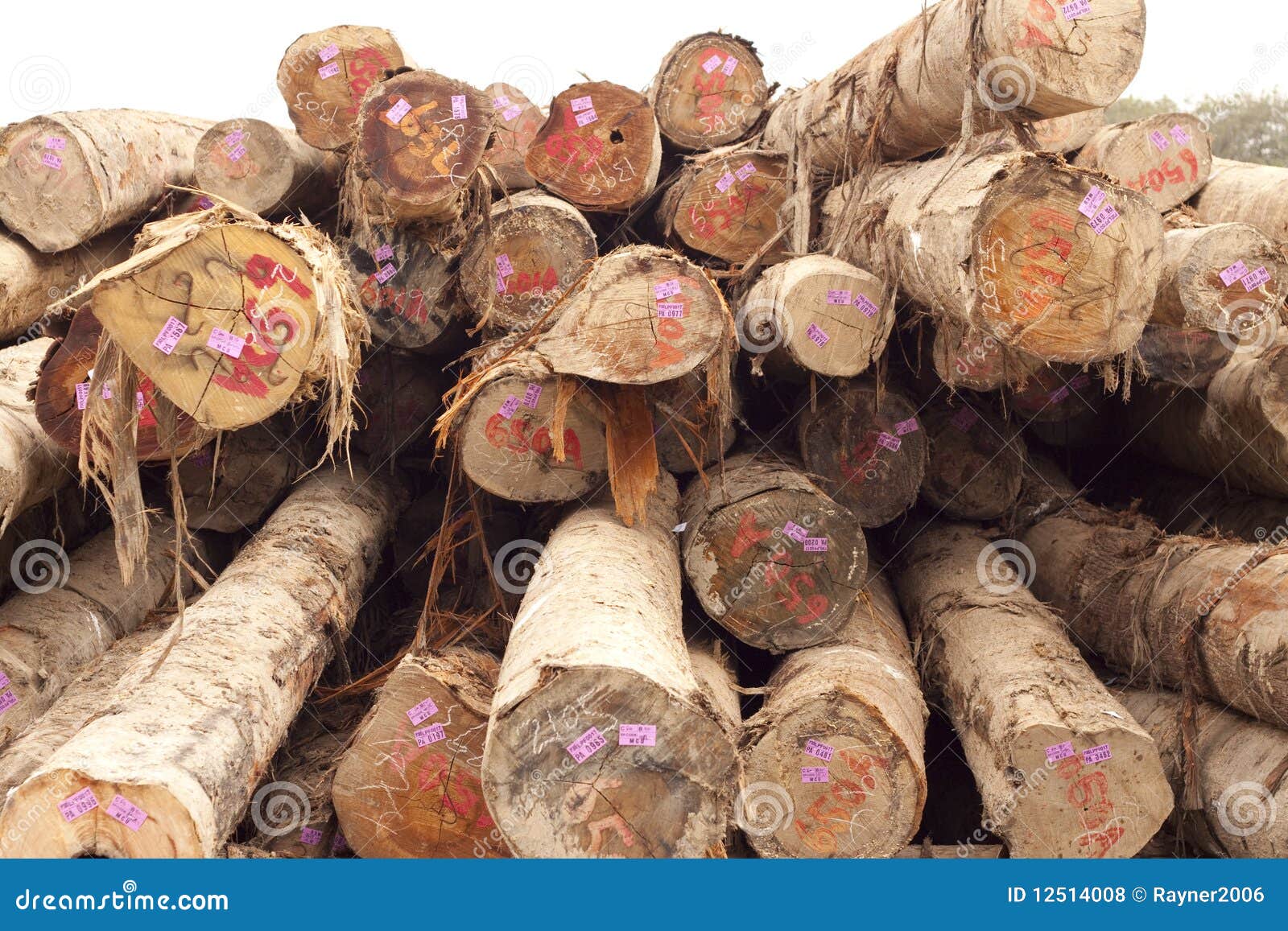 Log stock photo. Image of tree, land, lumber, clearing - 12514008