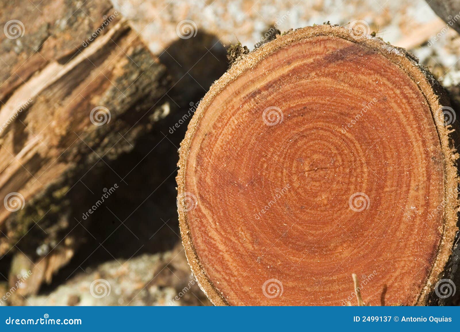 Log stock image. Image of damage, wood, logging, action - 2499137