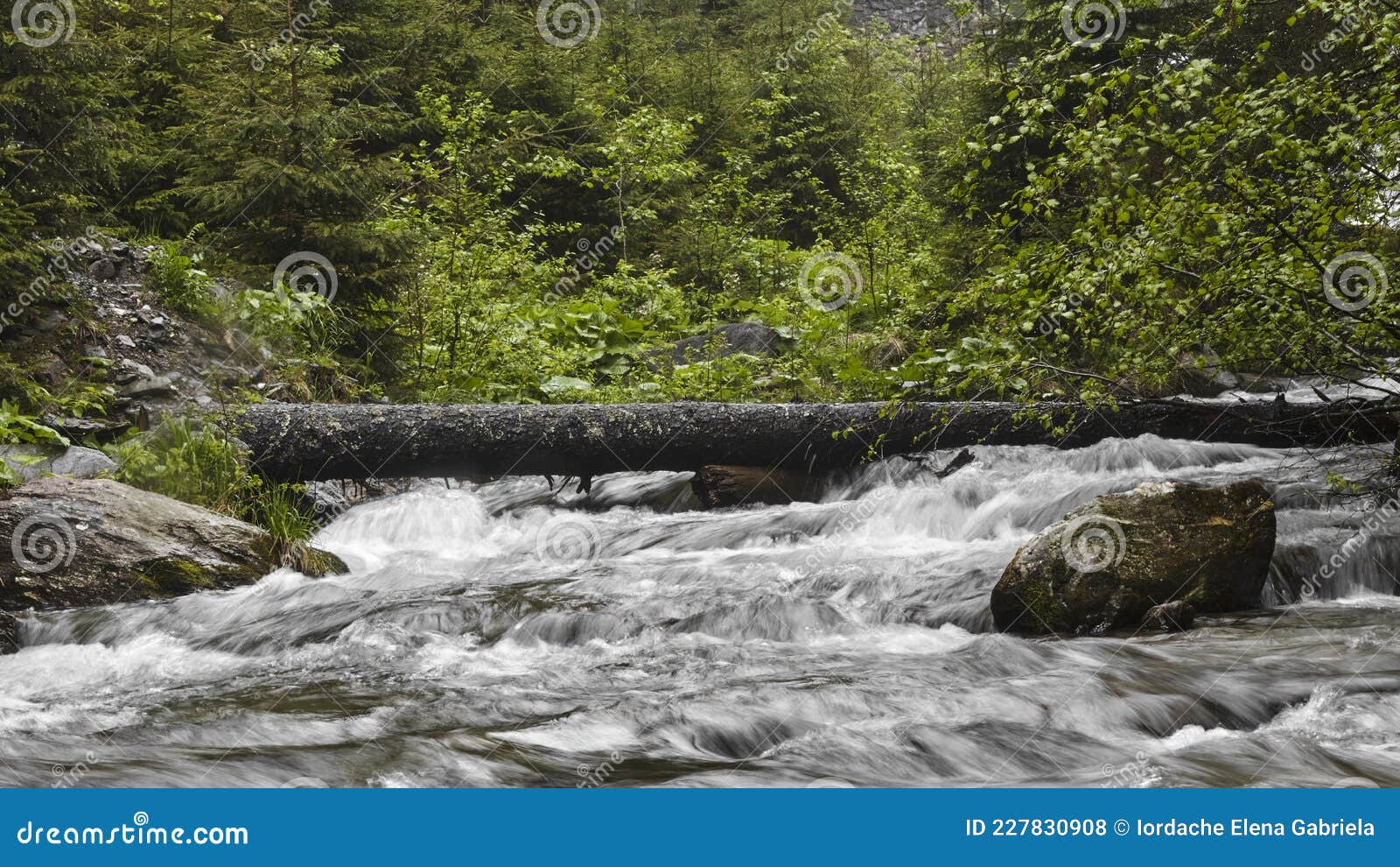 Log above the river stock photo. Image of flow, nature - 227830908