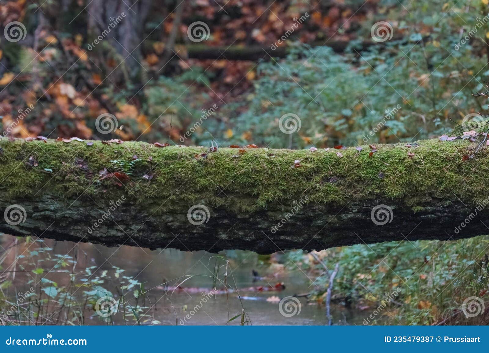 A log across the river stock image. Image of flora, november - 235479387