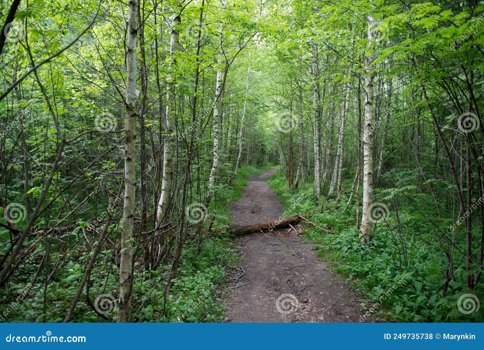 Log Across the Trail in a Birch Forest Stock Photo - Image of hiking ...