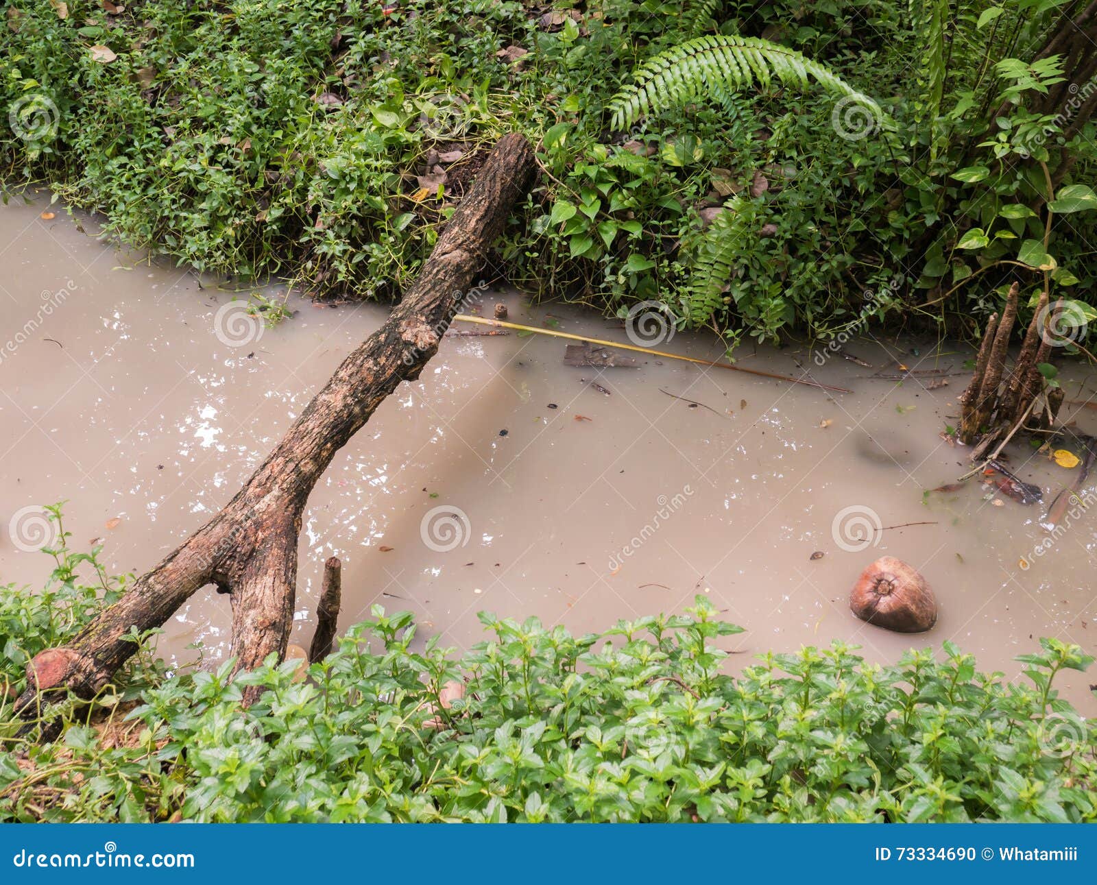 Log across the water way stock photo. Image of path, flow - 73334690