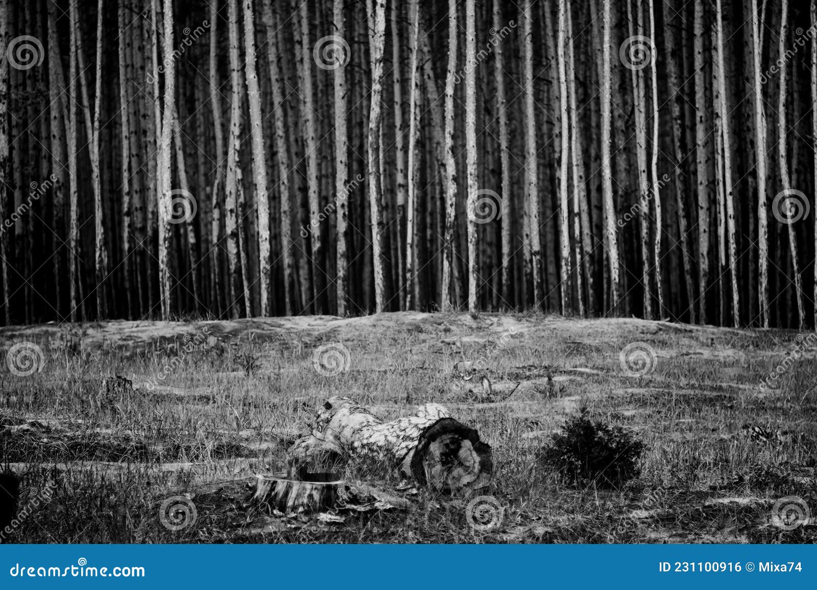Log on the Background of the Spring Forest2 Stock Photo - Image of ...