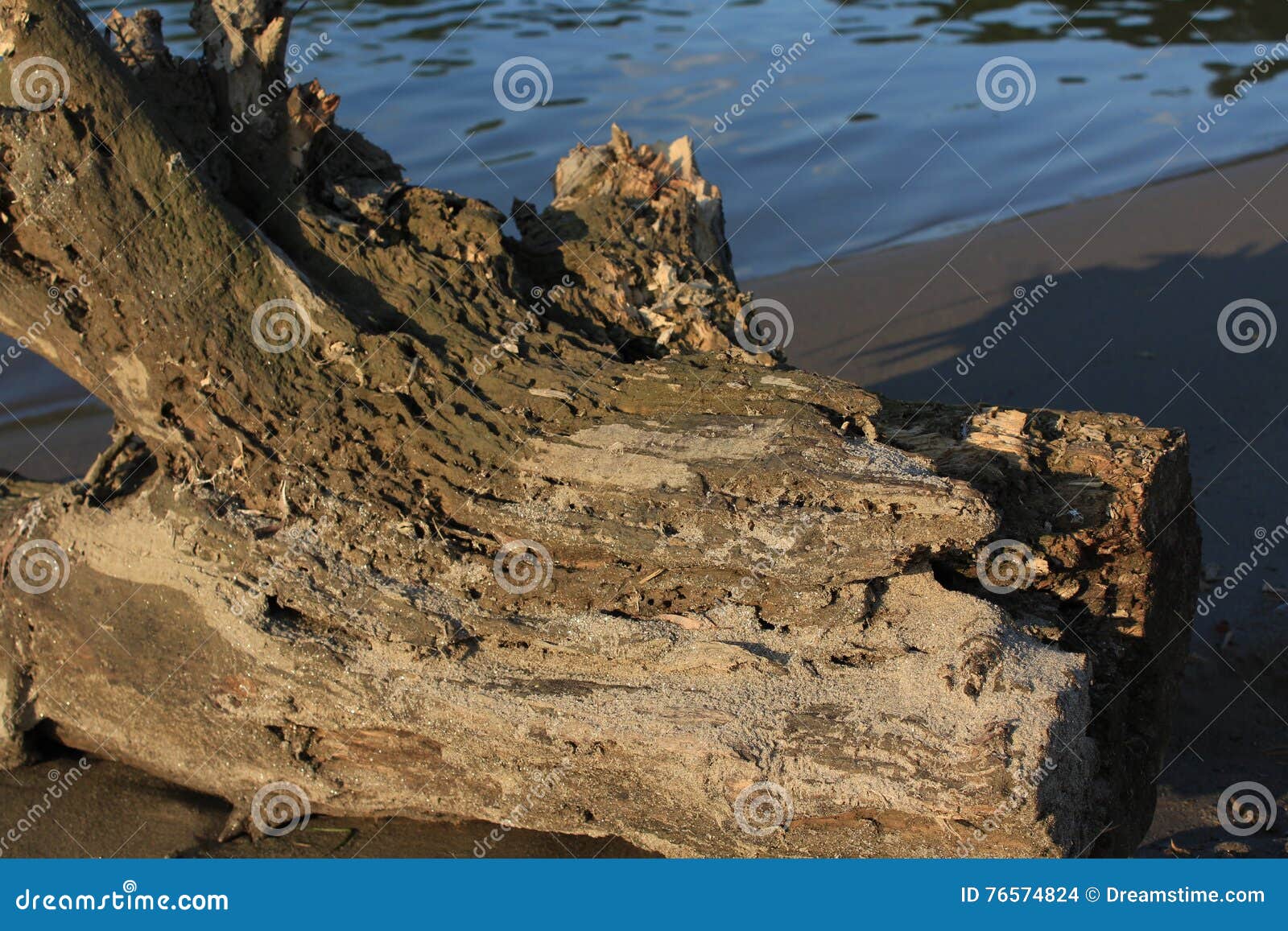 Log on the beach stock photo. Image of trunk, nature - 76574824