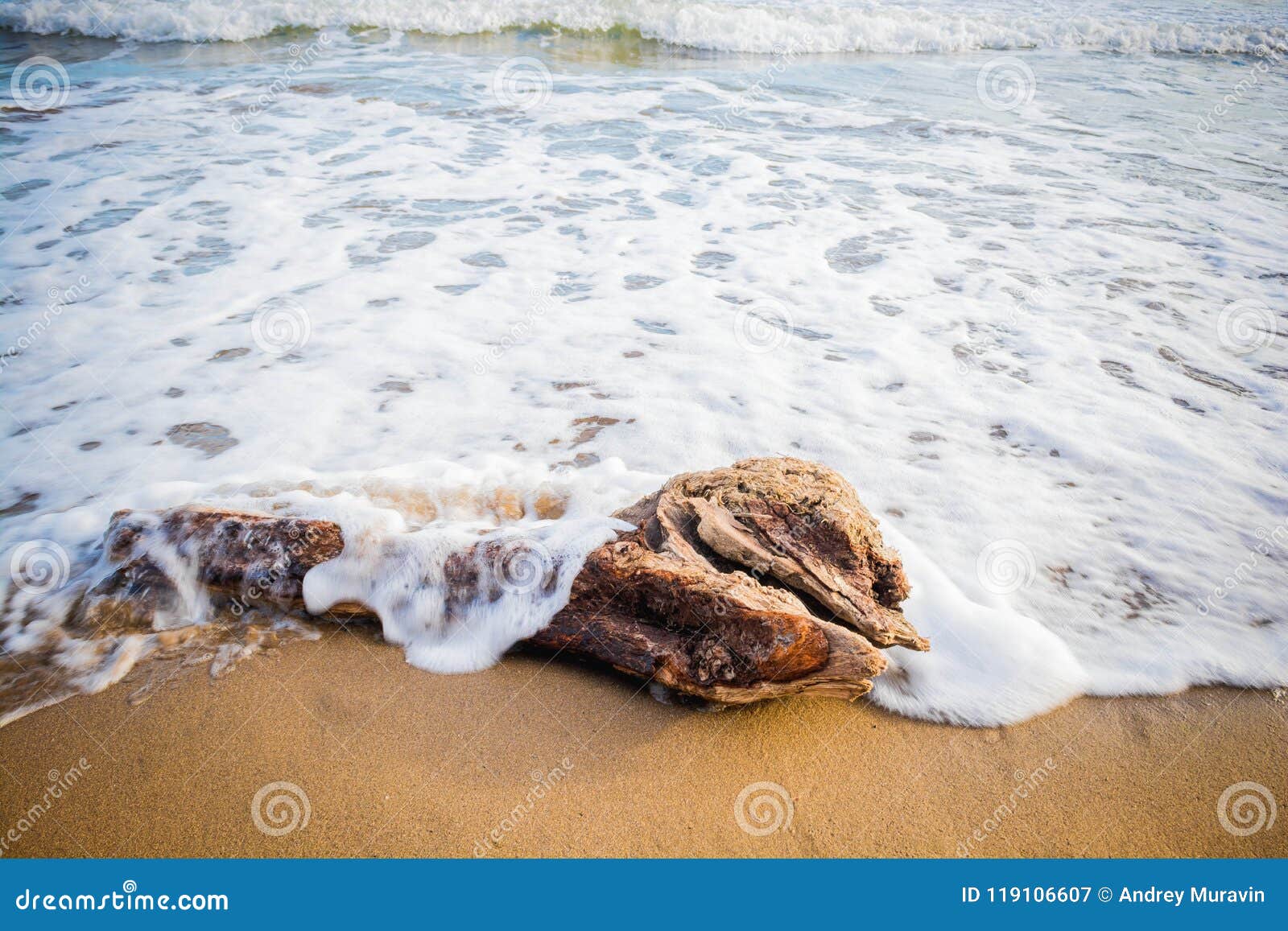 Log on the beach 2 stock image. Image of landscape, lake - 119106607