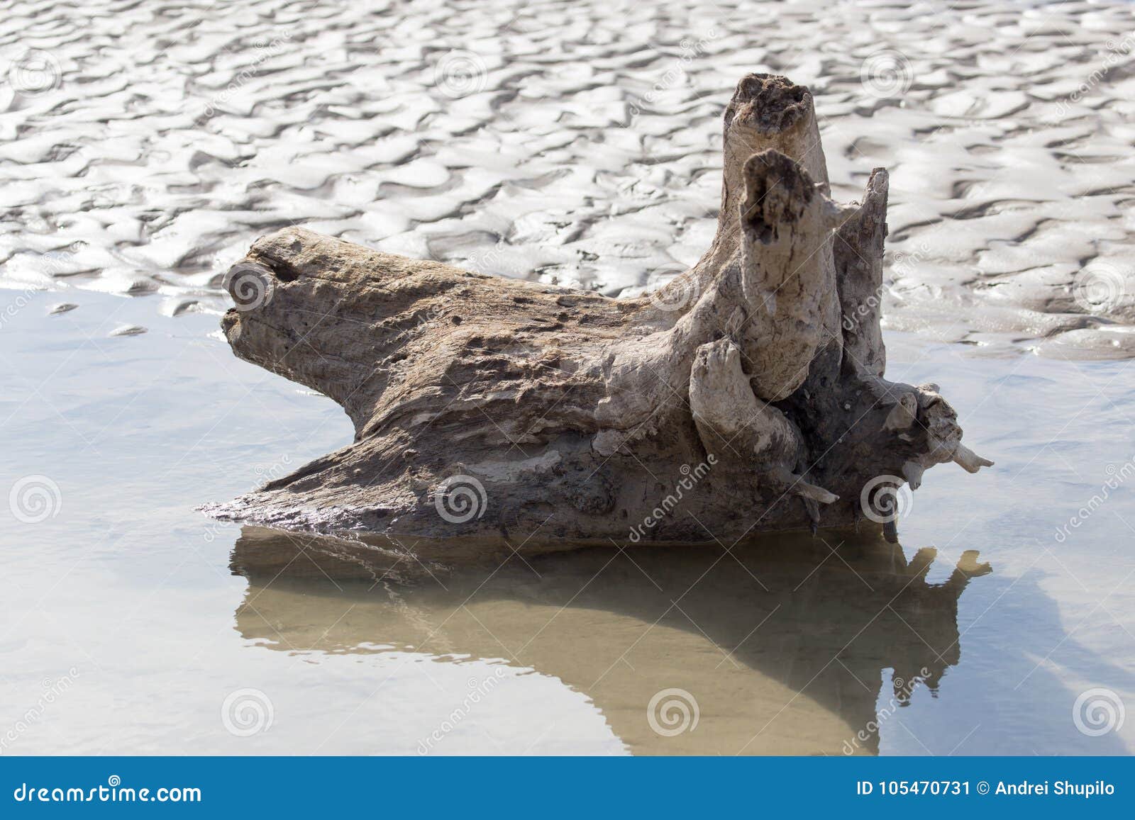 A Log on the Beach in the Sand Stock Image - Image of scene, landscape ...