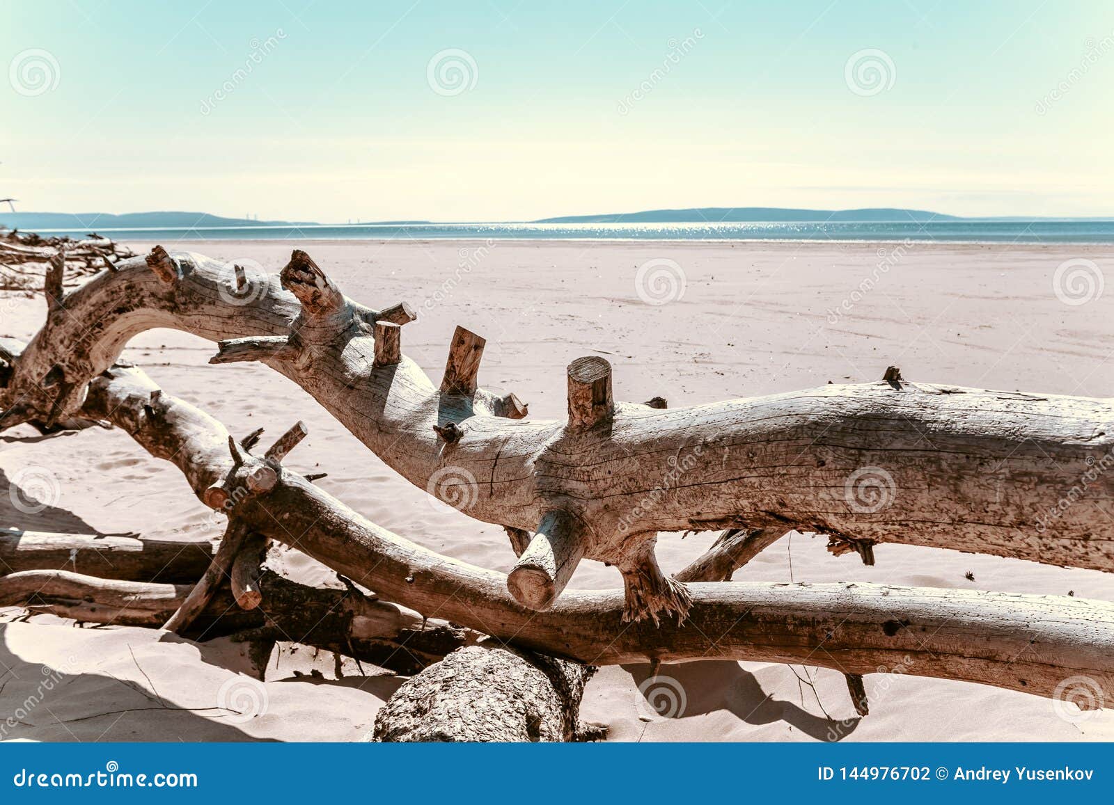 Log on the Beach, Snag, Tree Stock Photo - Image of blue, summer: 144976702