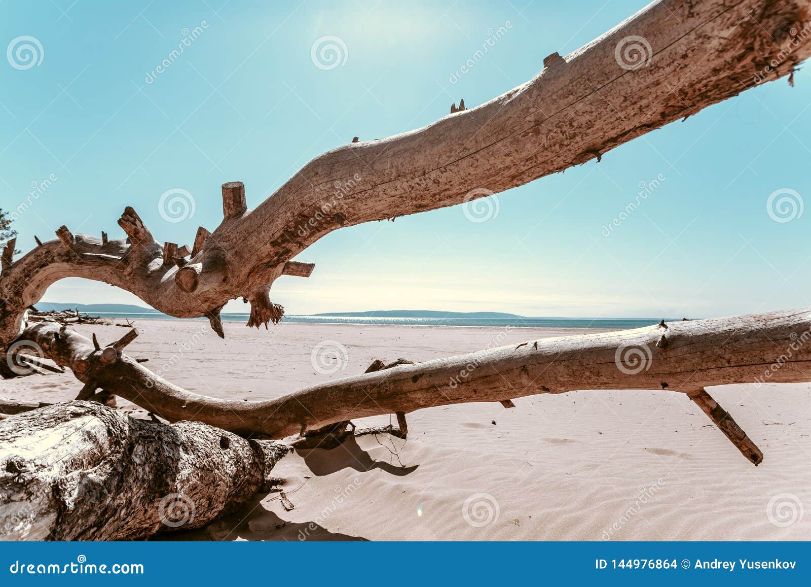 Log on the Beach, Snag, Tree Stock Photo - Image of summer, alone ...