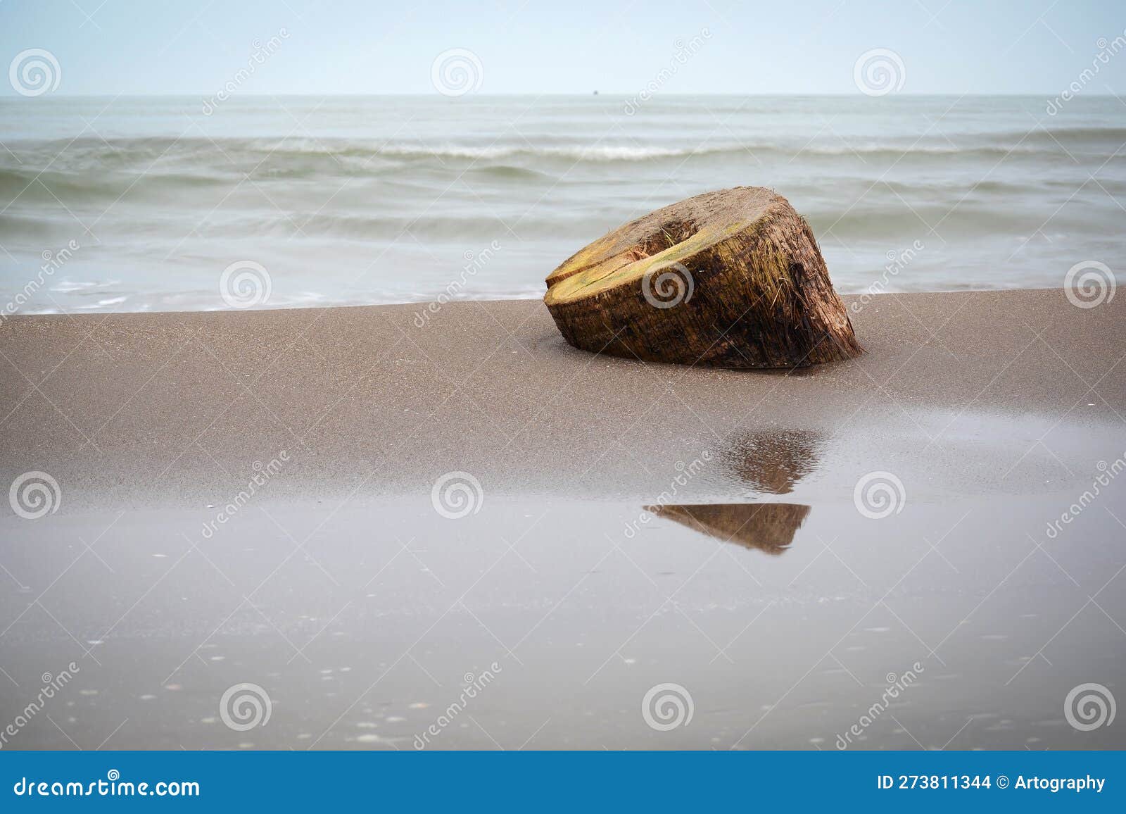 Log on the beach stock photo. Image of blurry, close - 273811344