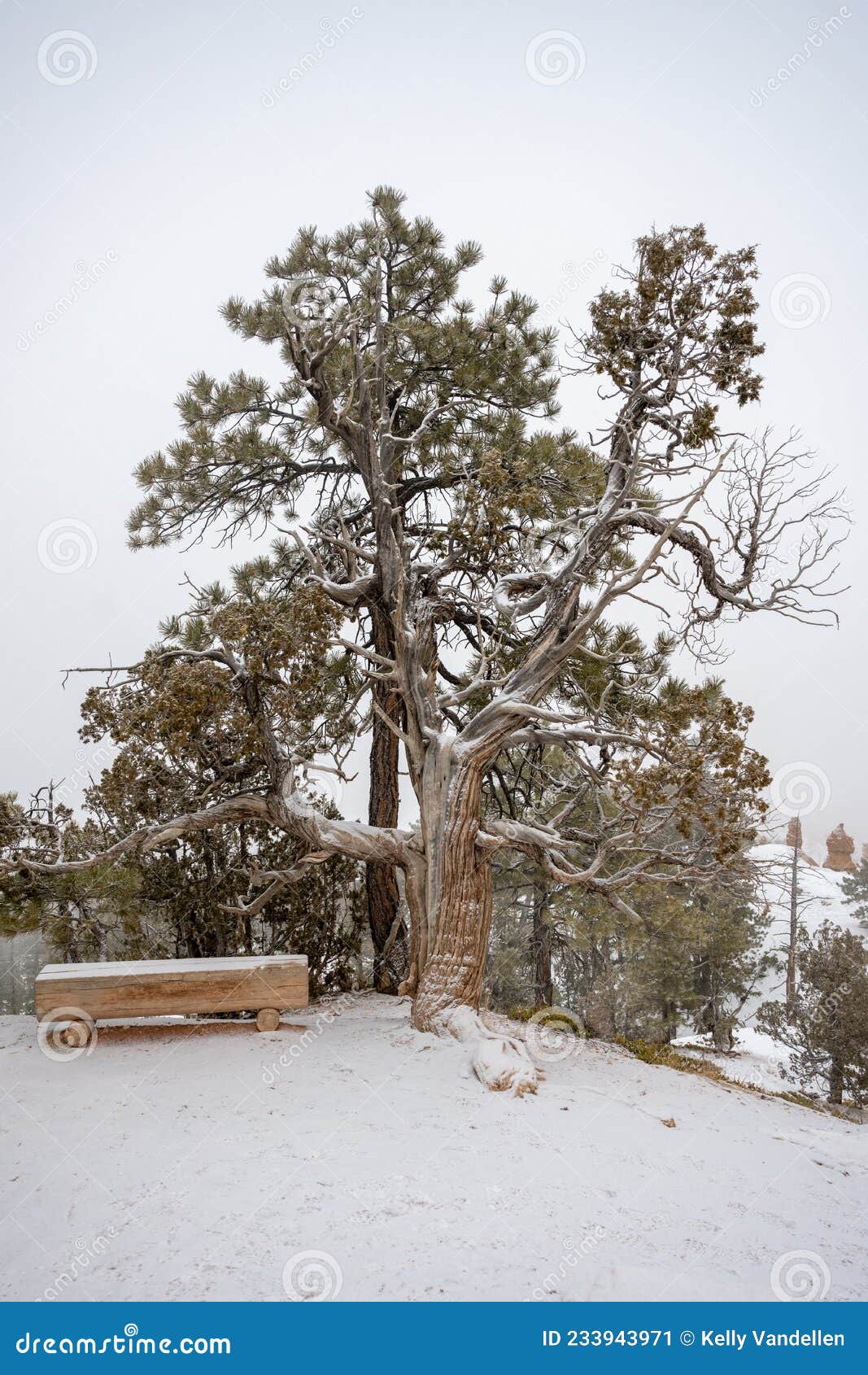 Gnarly Oak Tree Royalty-Free Stock Photography | CartoonDealer.com ...