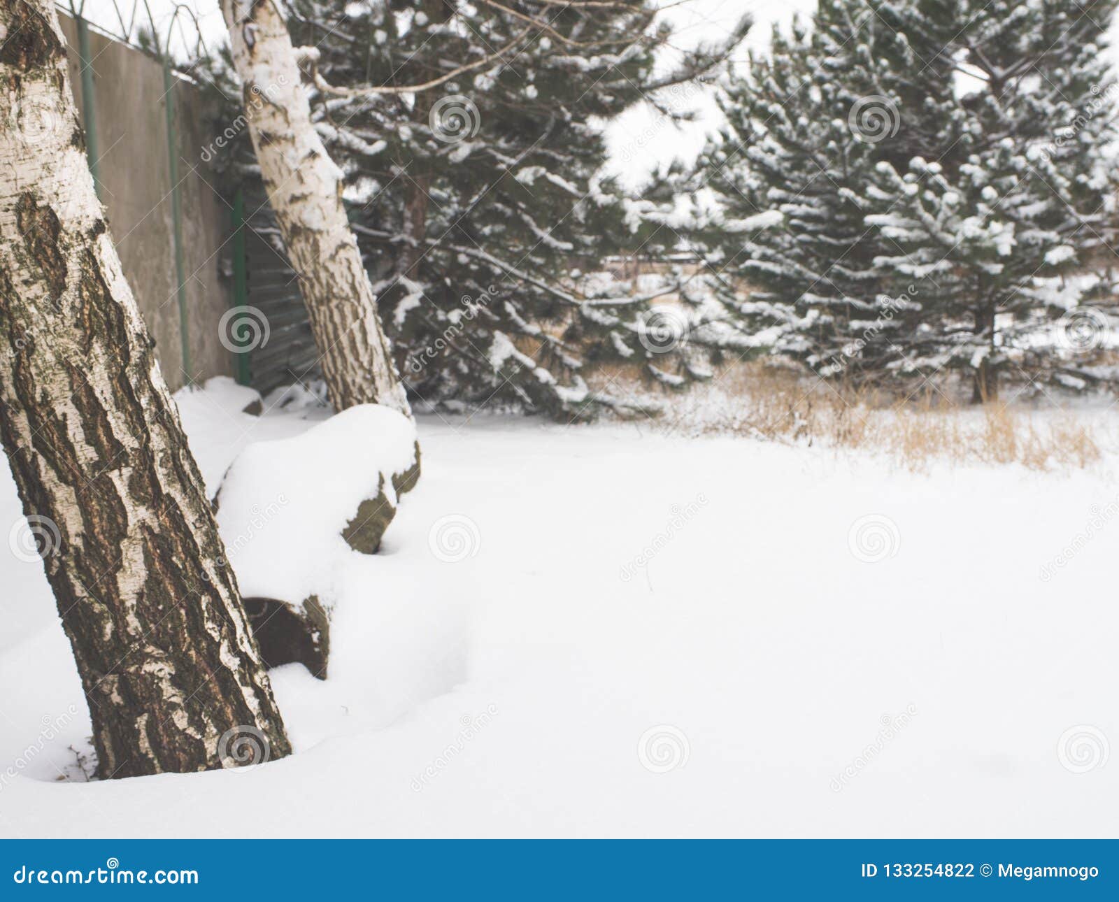 Log Bench between Two Birch Trees in the Garden in the Background of ...