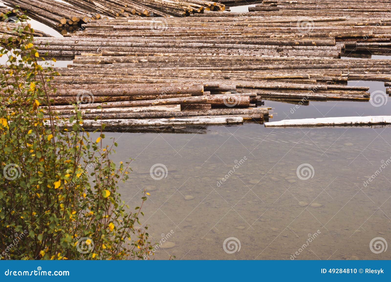 Log boom on lake stock photo. Image of lake, logs, wood - 49284810