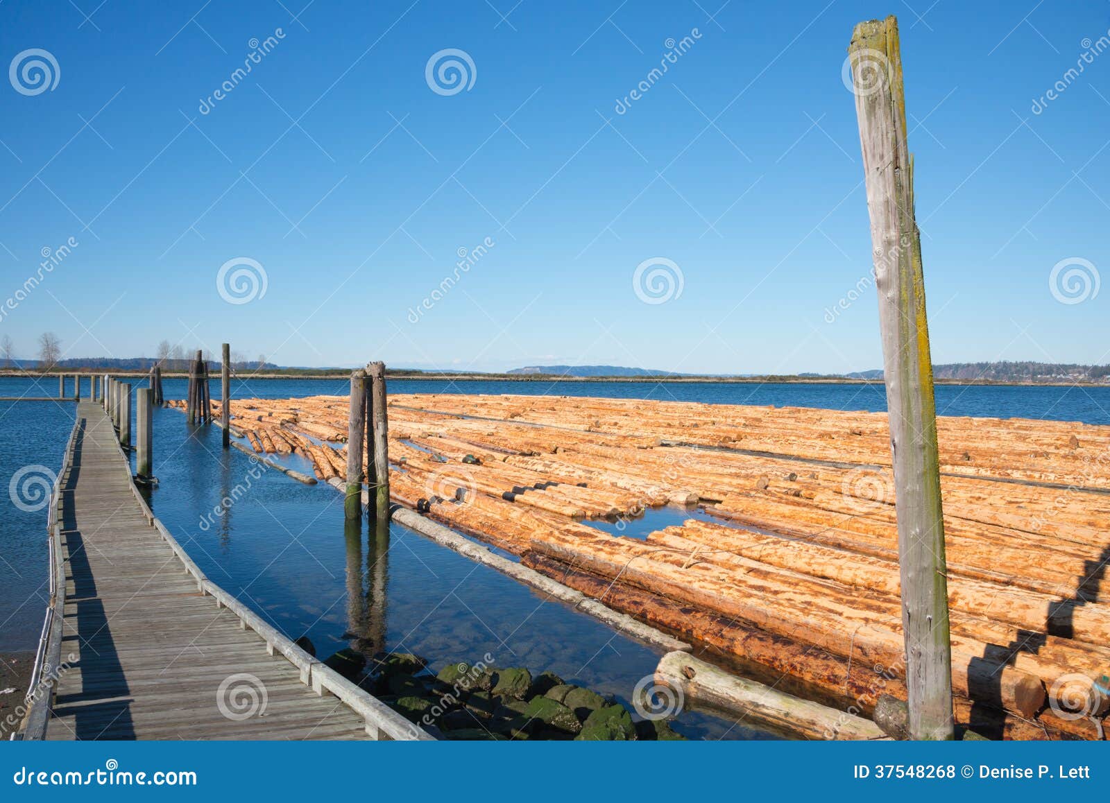 Log Boom Timber Industry stock photo. Image of harvest - 37548268