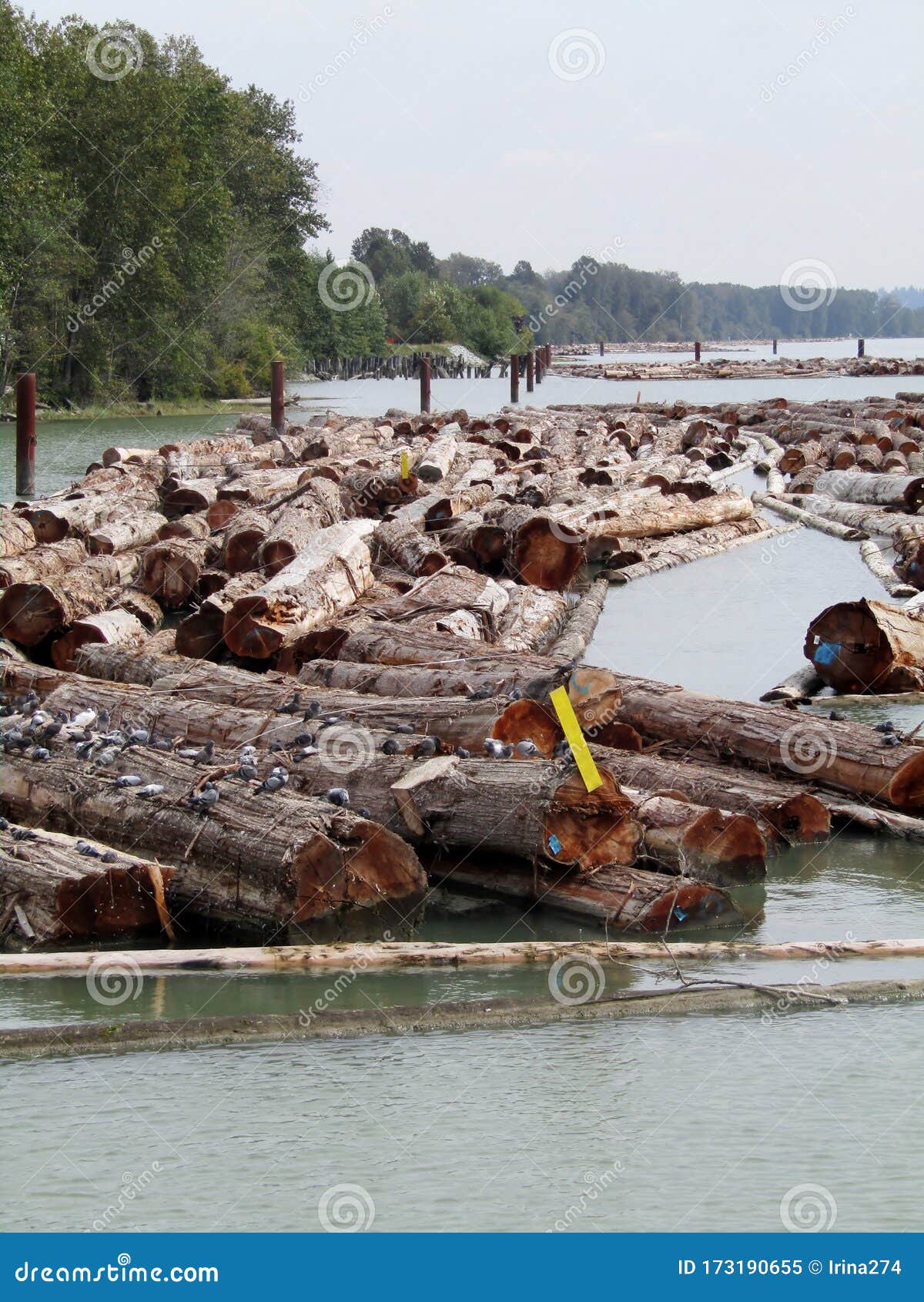 Log Booms Waiting for Transfer Stock Image - Image of timber, floating ...