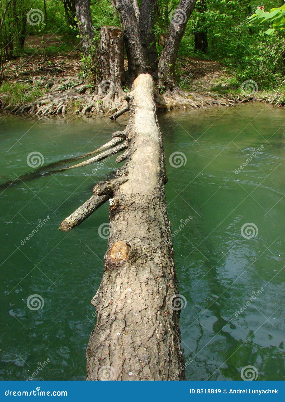 Log-bridge stock image. Image of refreshment, environment - 8318849