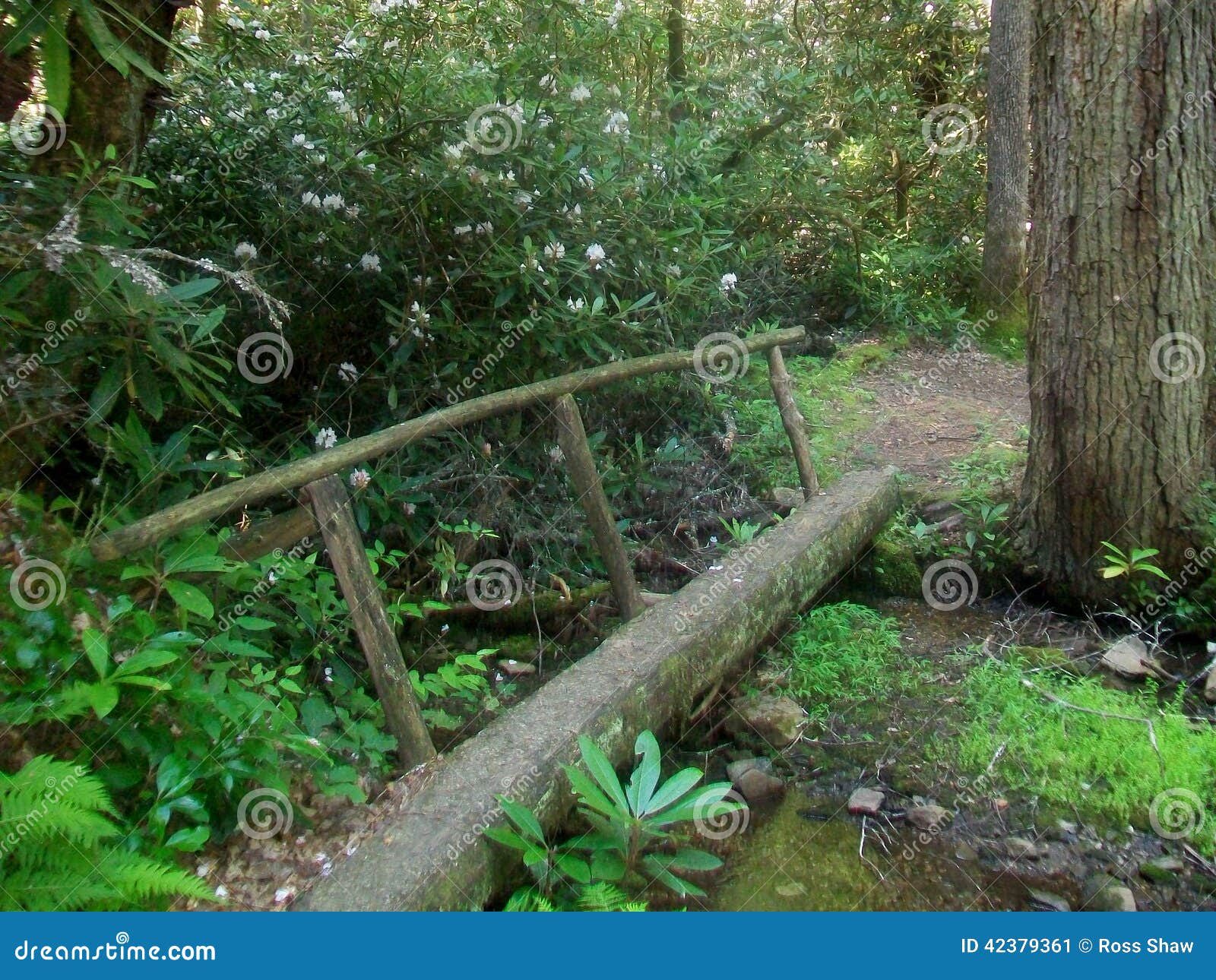 Log Bridge stock image. Image of creek, maples, dreamstime - 42379361